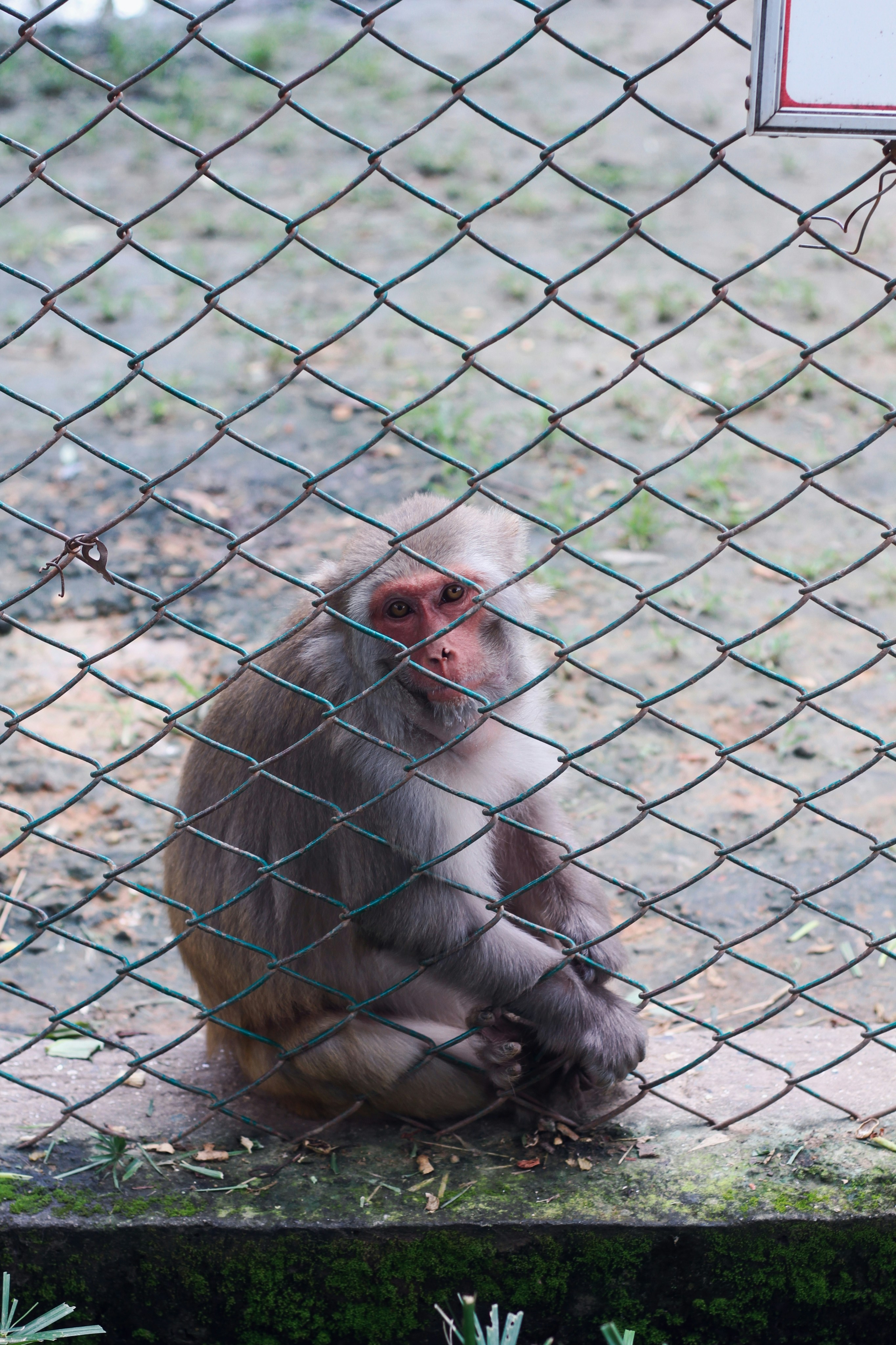 A monkey sitting behind a chain link fence photo – Free Animal Image on ...