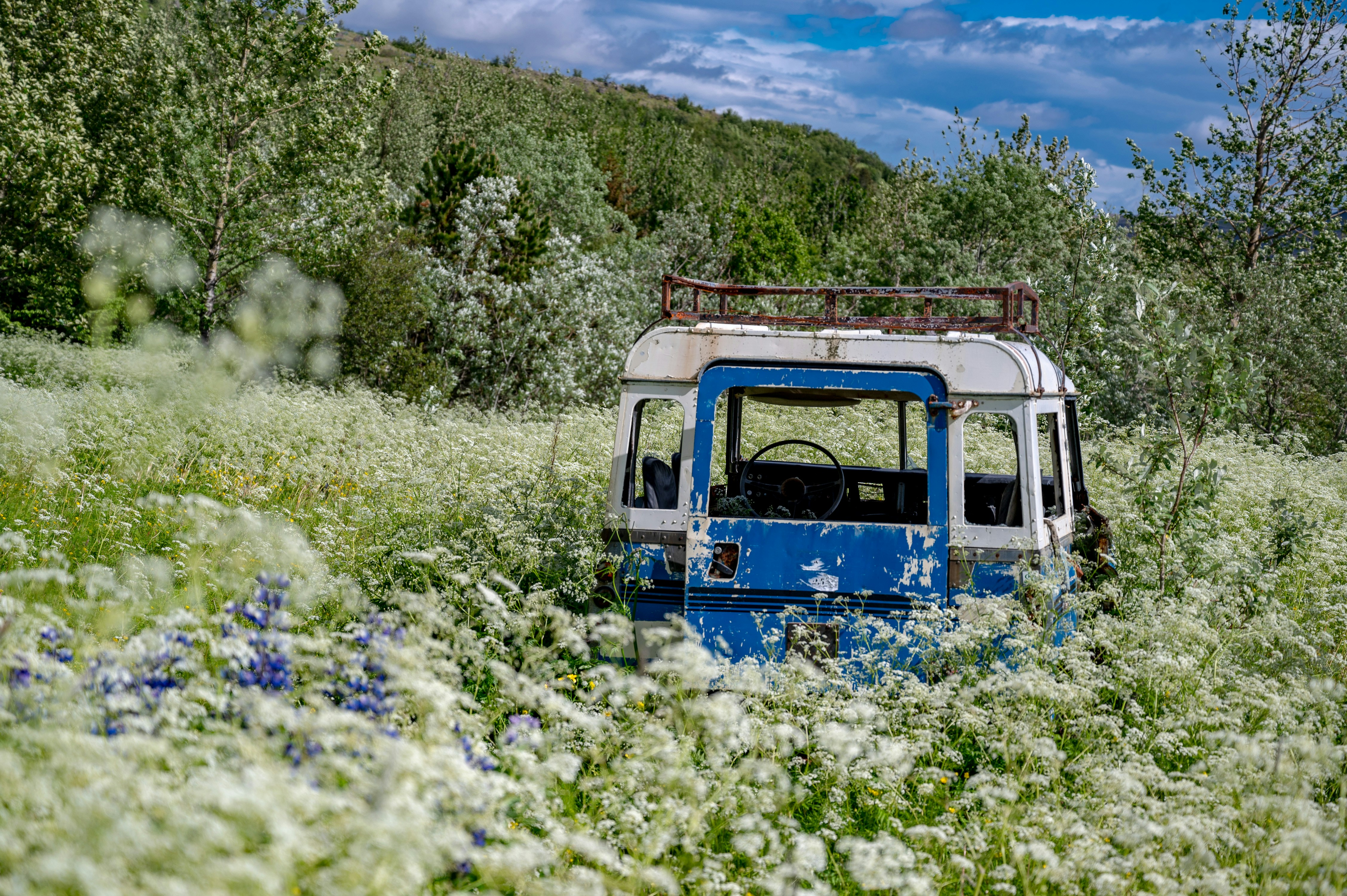 Blue Van in a Sea of Wildflowers