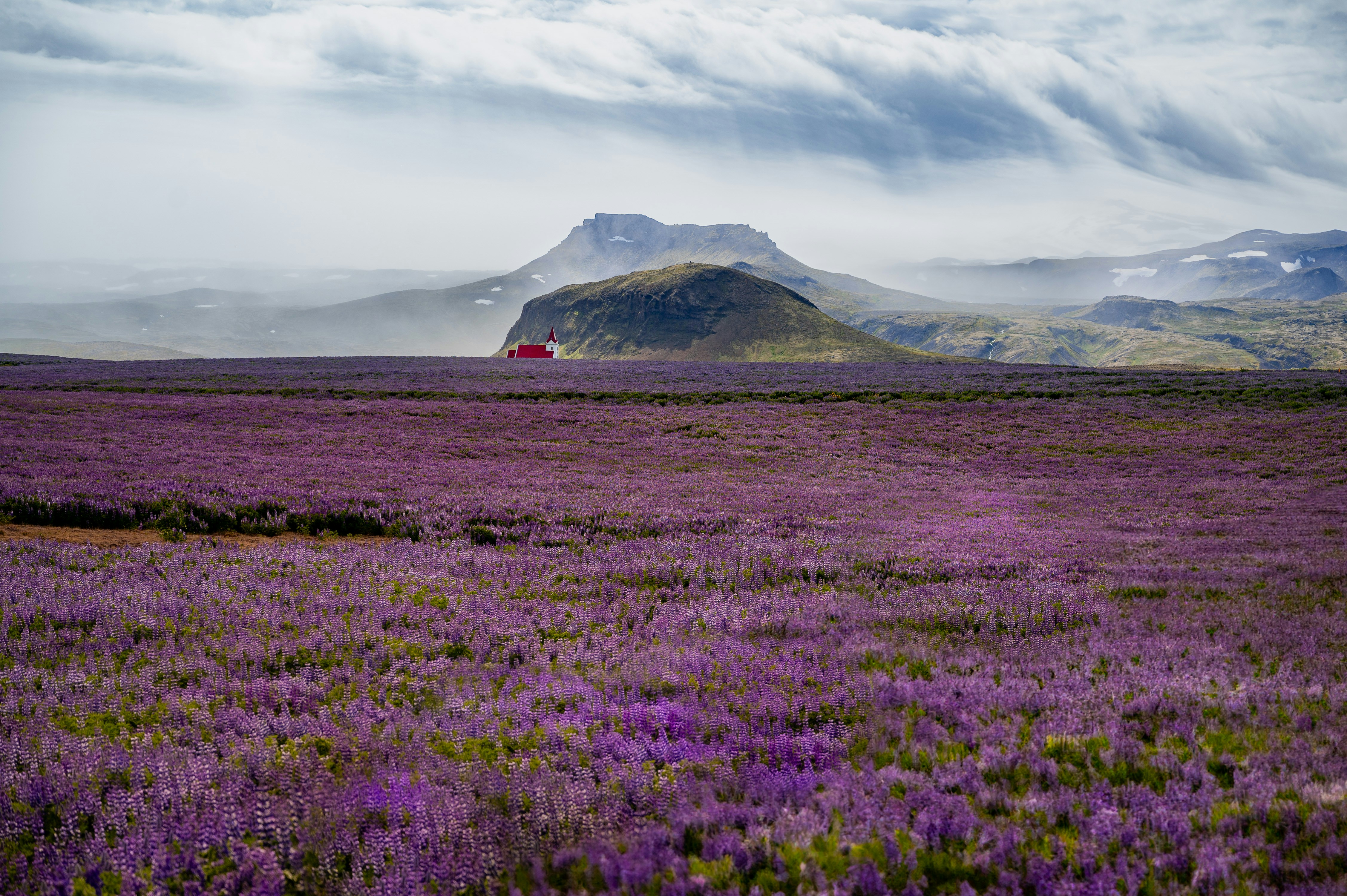 Crimson Field: A Lone House Nestled Amid Purple Plains