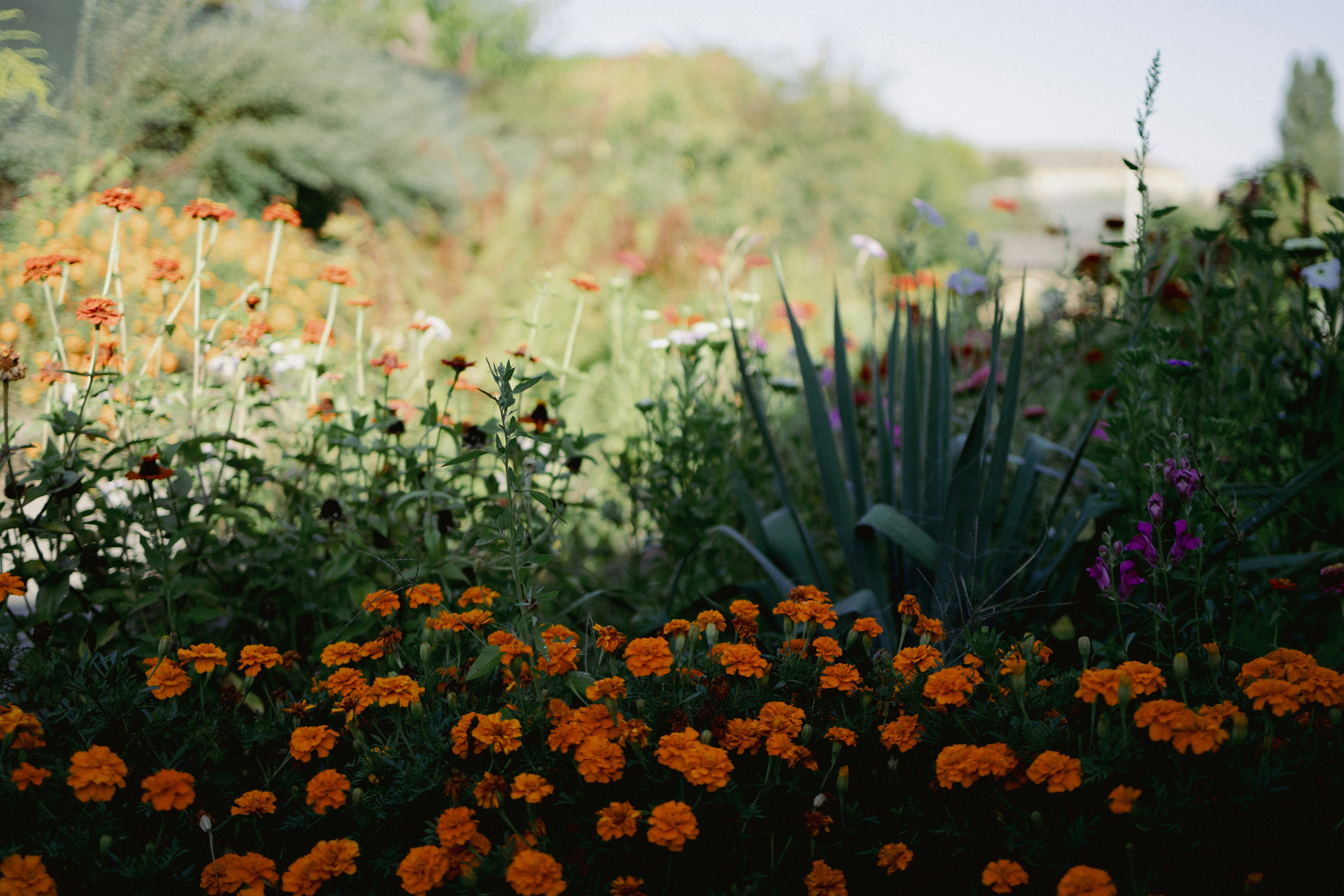 25 Drought-Tolerant Plants for Community Gardens That Thrive in 2025 🌿 ...