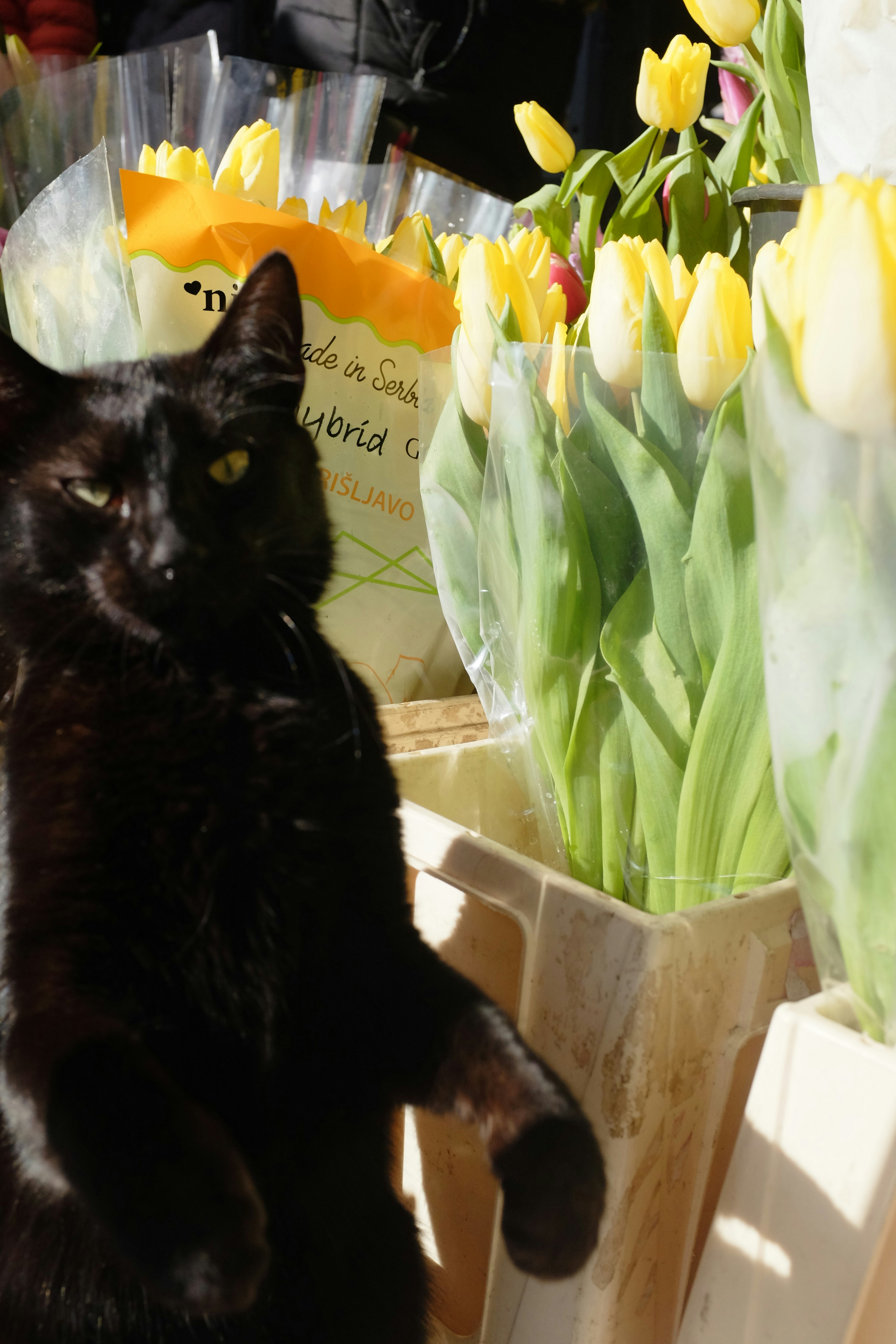 Midday Standoff: Black Cat Among Bright Tulips