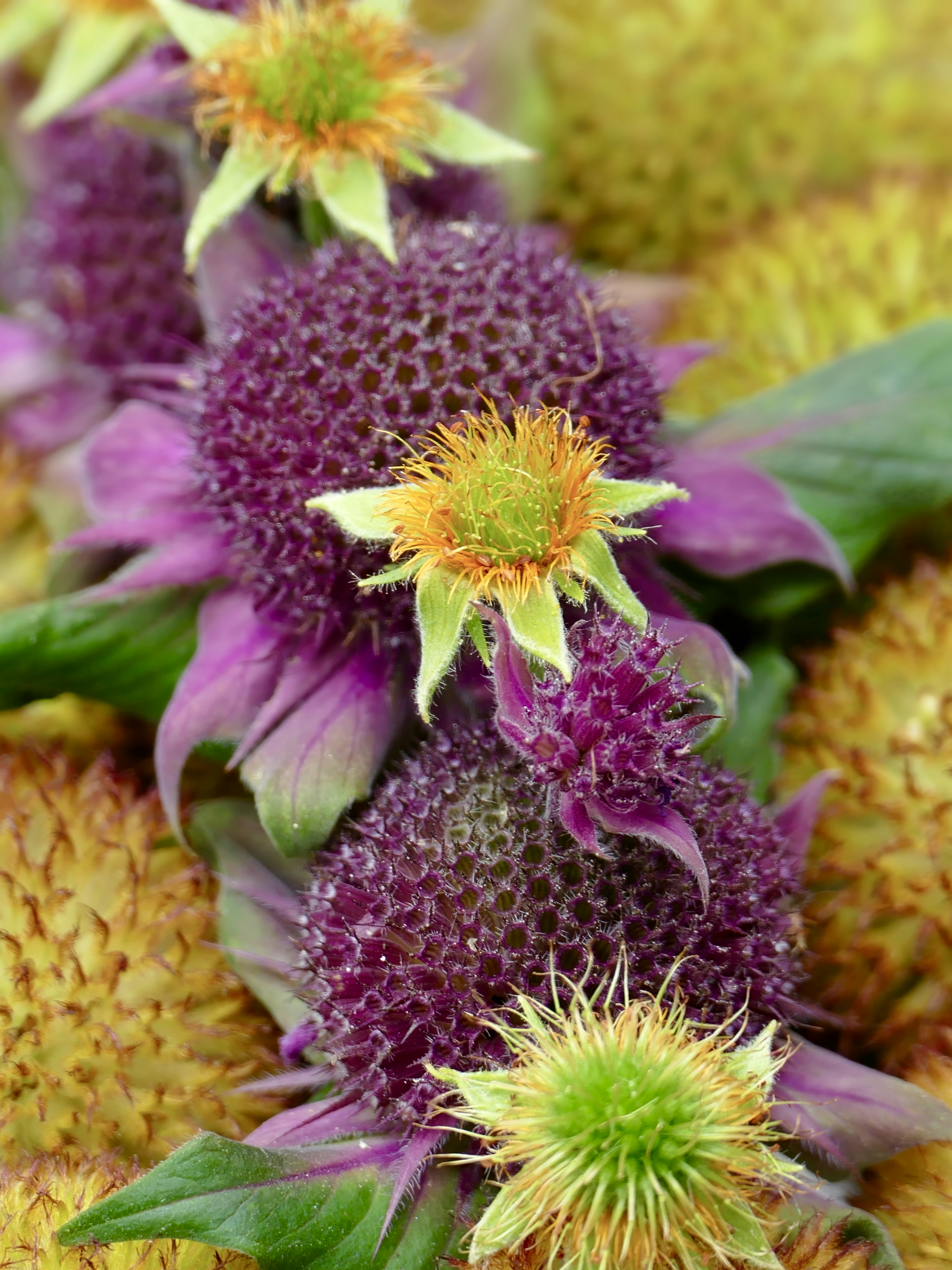 A close up of a bunch of flowers photo – Free Erlangen Image on Unsplash