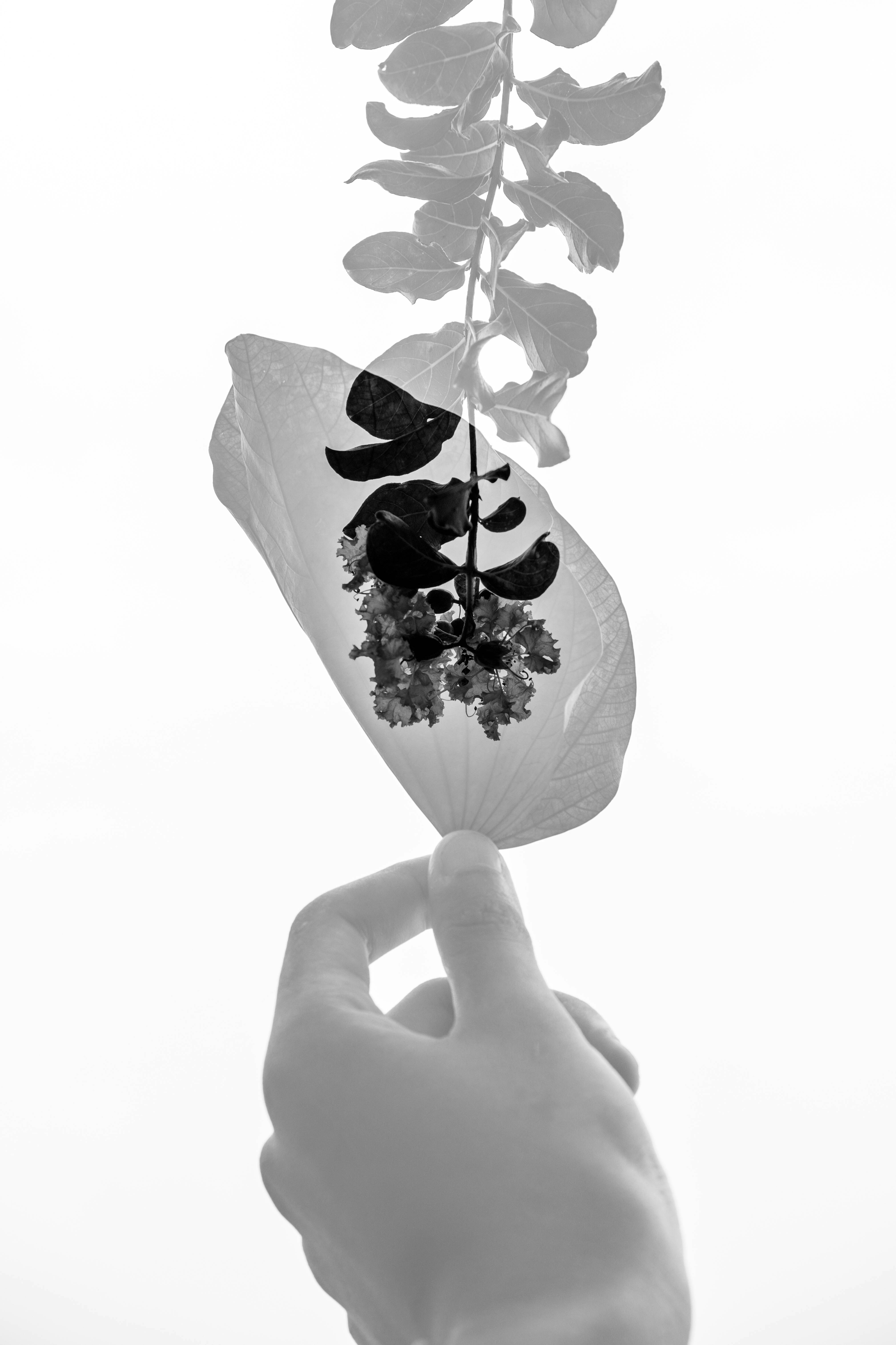 Monochrome Veil: A Leaf Cradled by Light