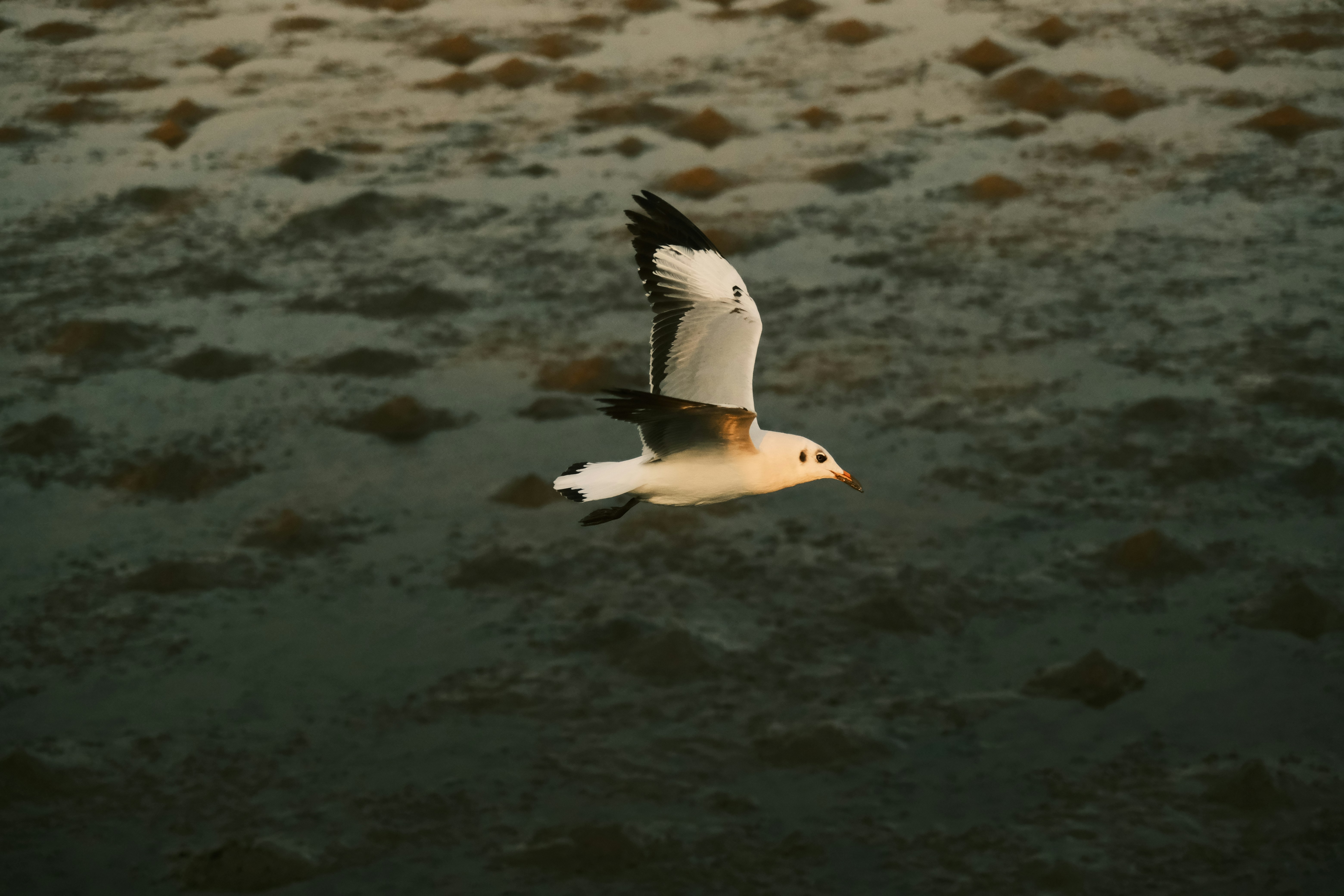 Gull in a Dusk Glide Over a Shadowed Rocky Sea