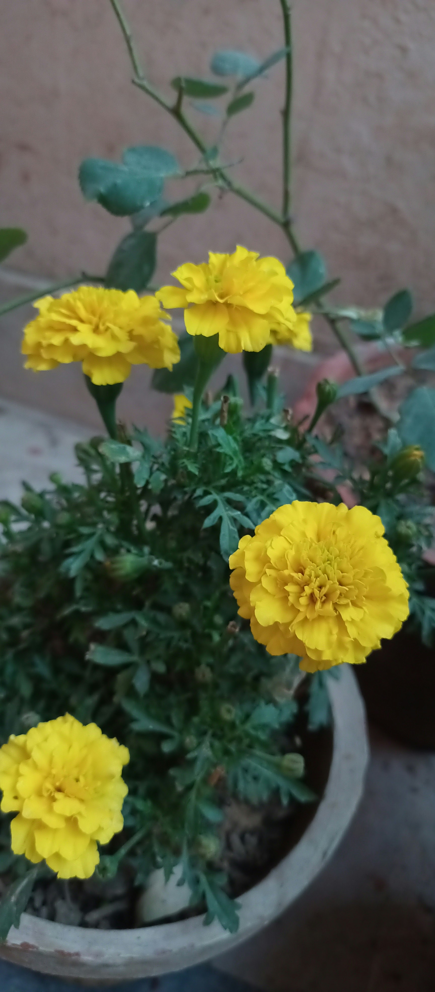 A potted plant with yellow flowers in it
