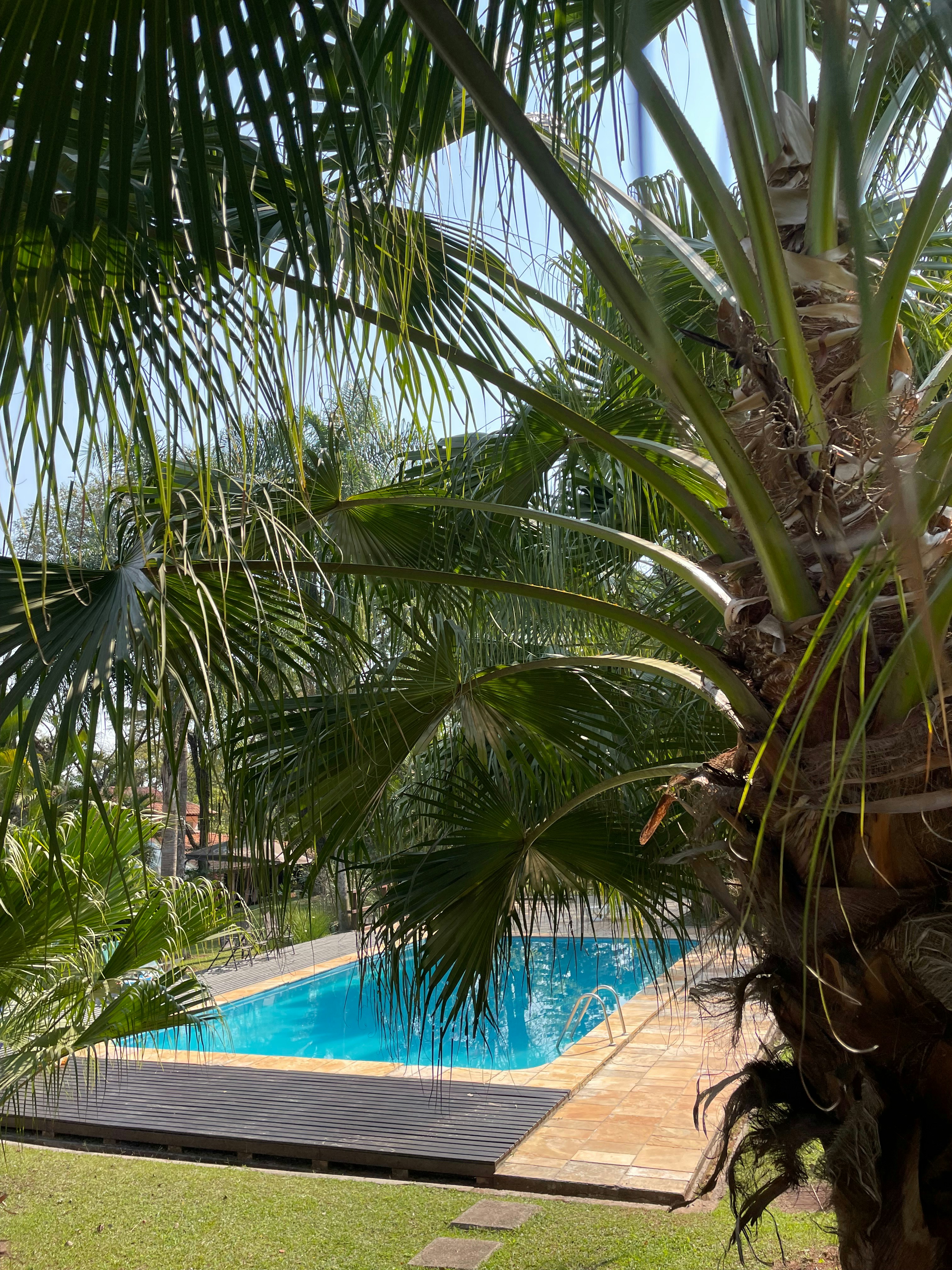 A palm tree next to a swimming pool photo – Free Summer Image on Unsplash