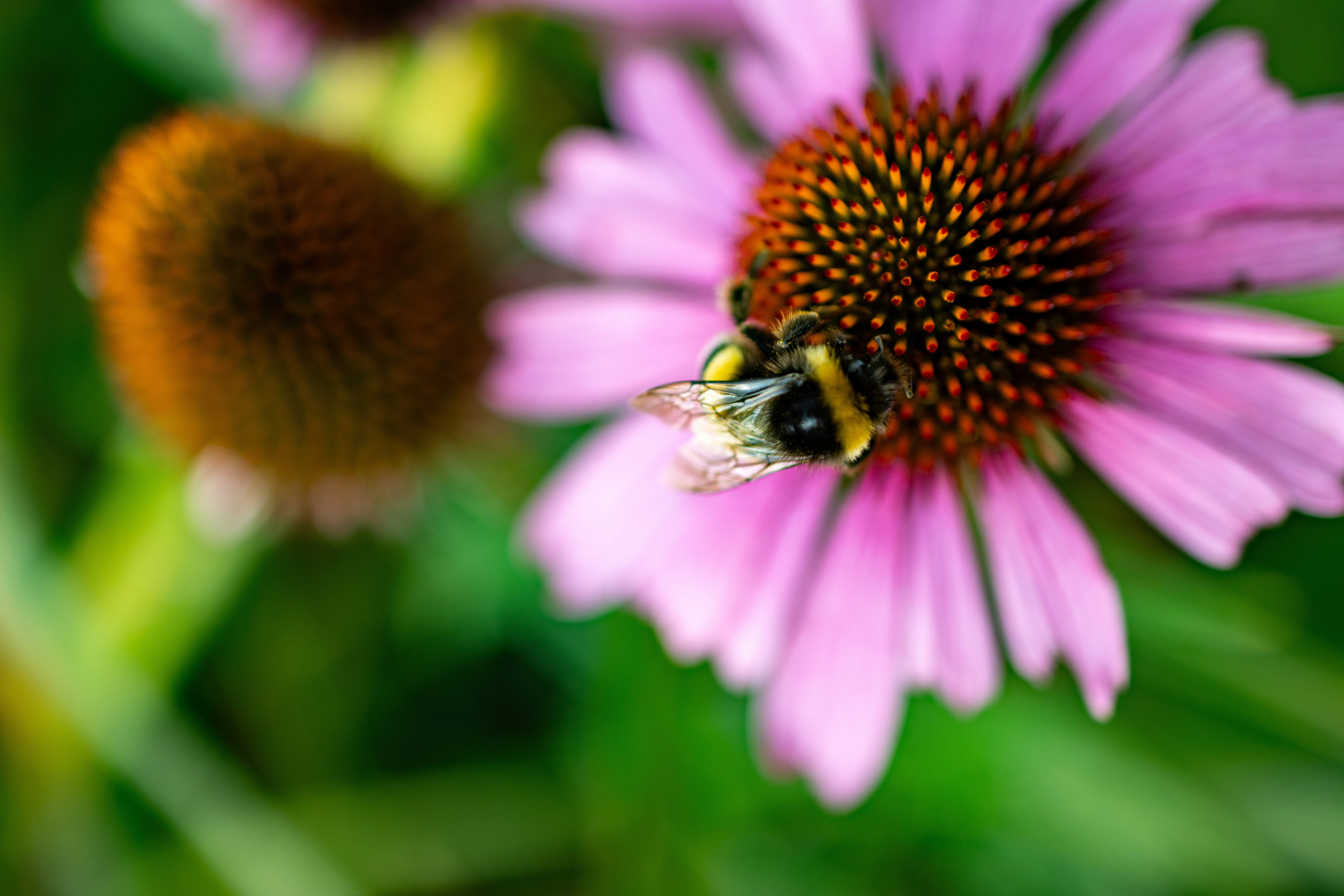 a sun hat and a bumblebee