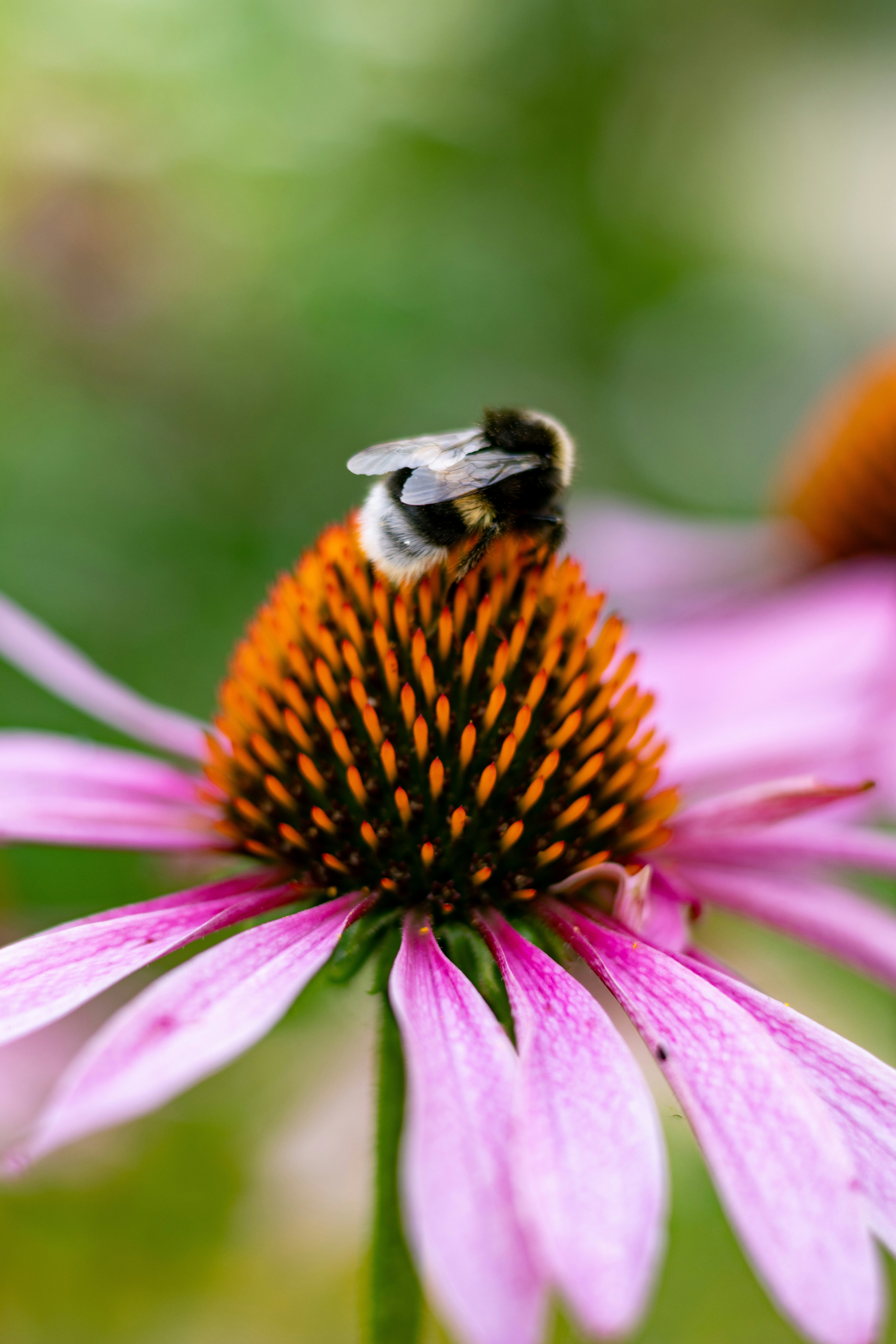a sun hat and a bumblebee
