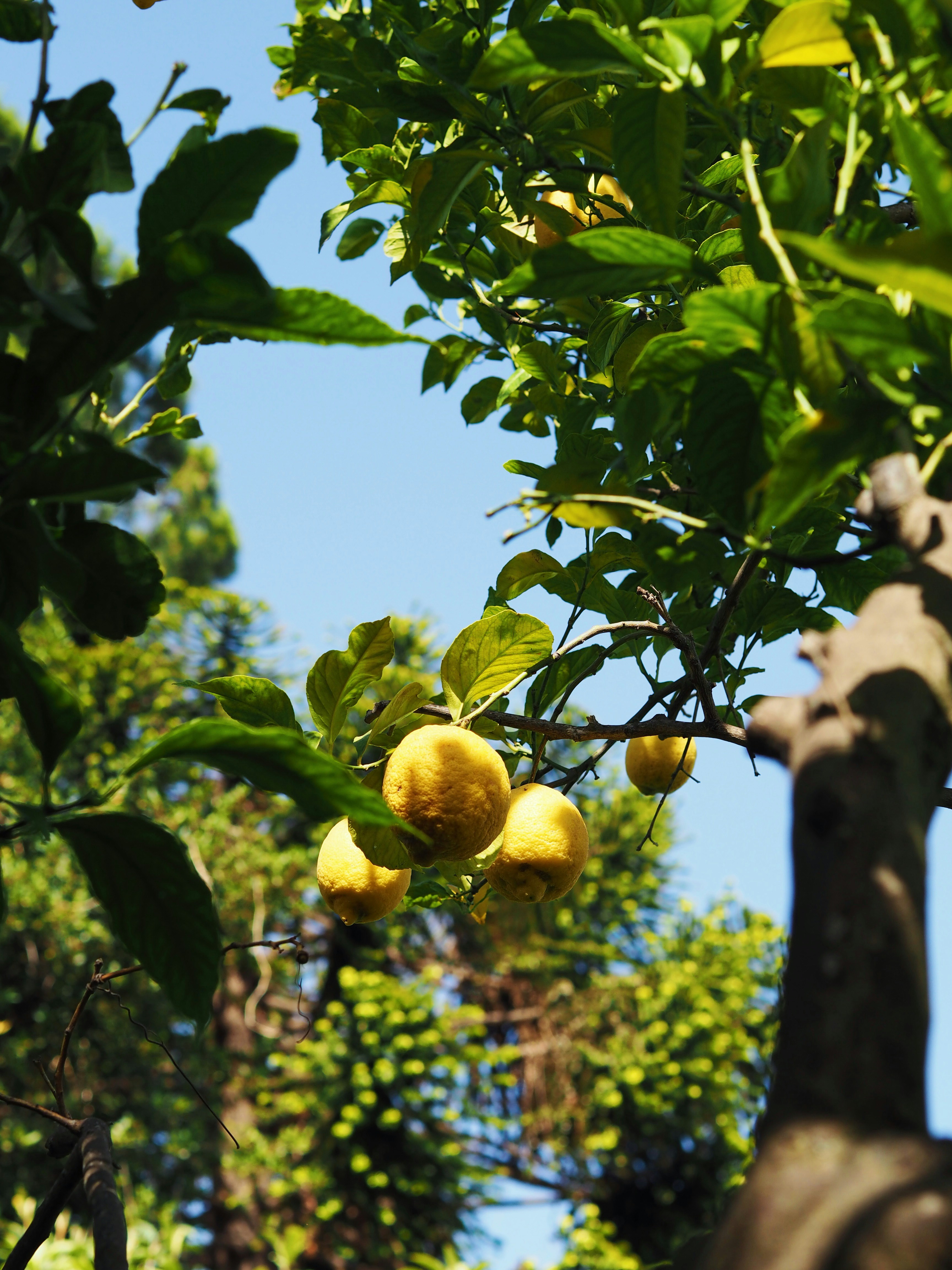 Sunlit Lemons in a Verdant Canopy