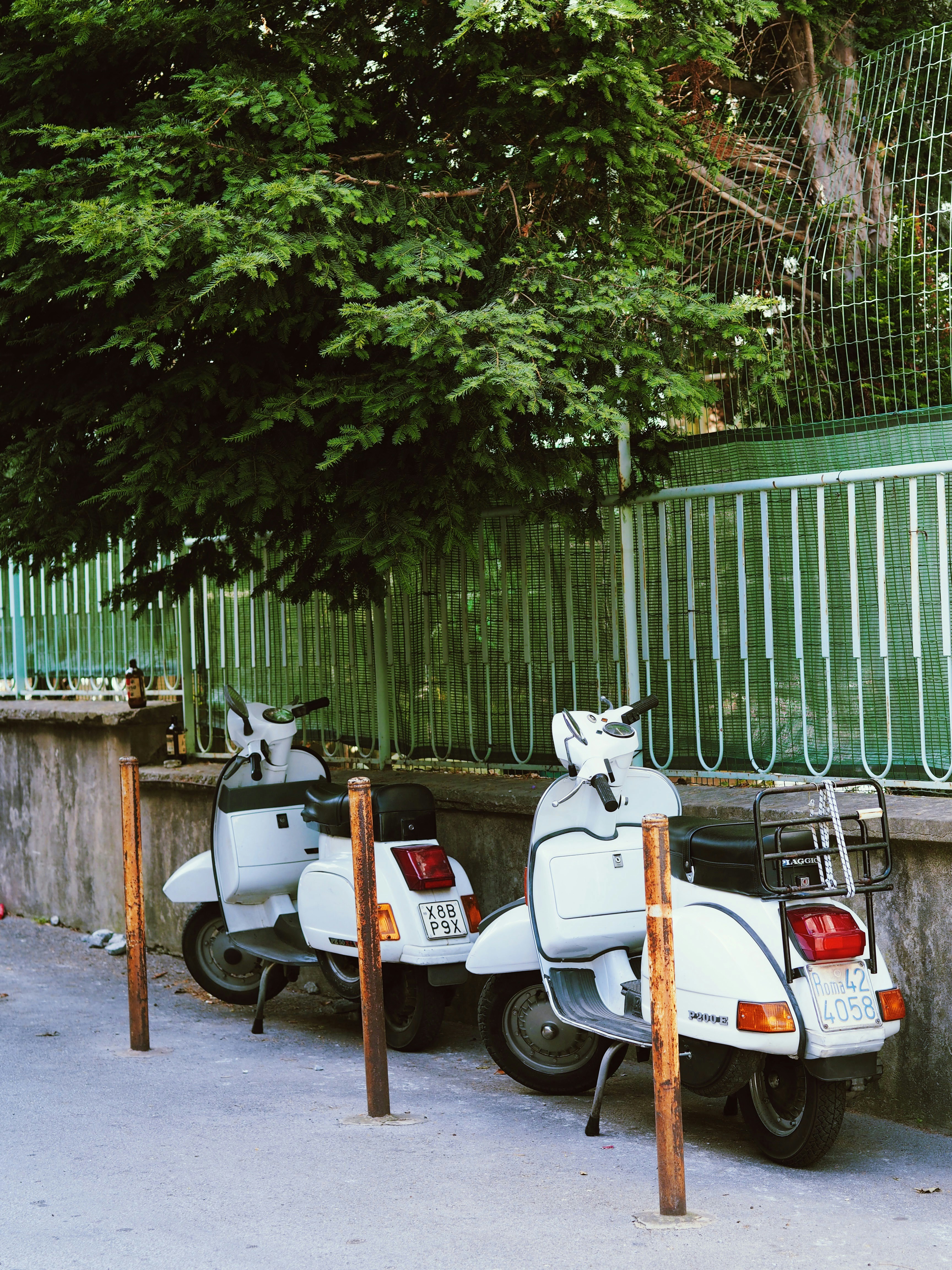Two White Vespas by a Jade Fence, Quietly Basking in Shade