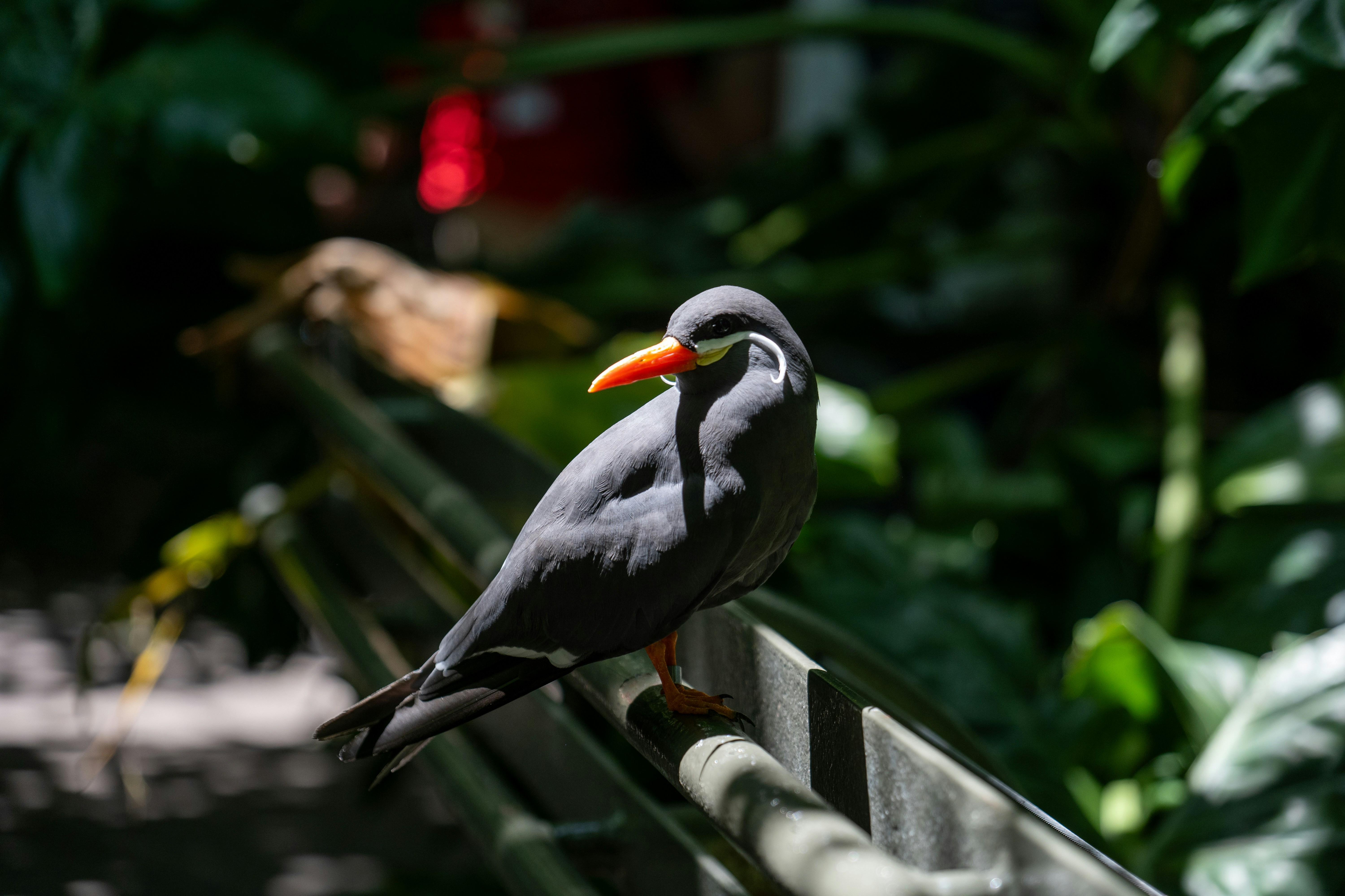 Sunlit Edgewatch: A Dusk-Gray Night Heron Perches on a Railing