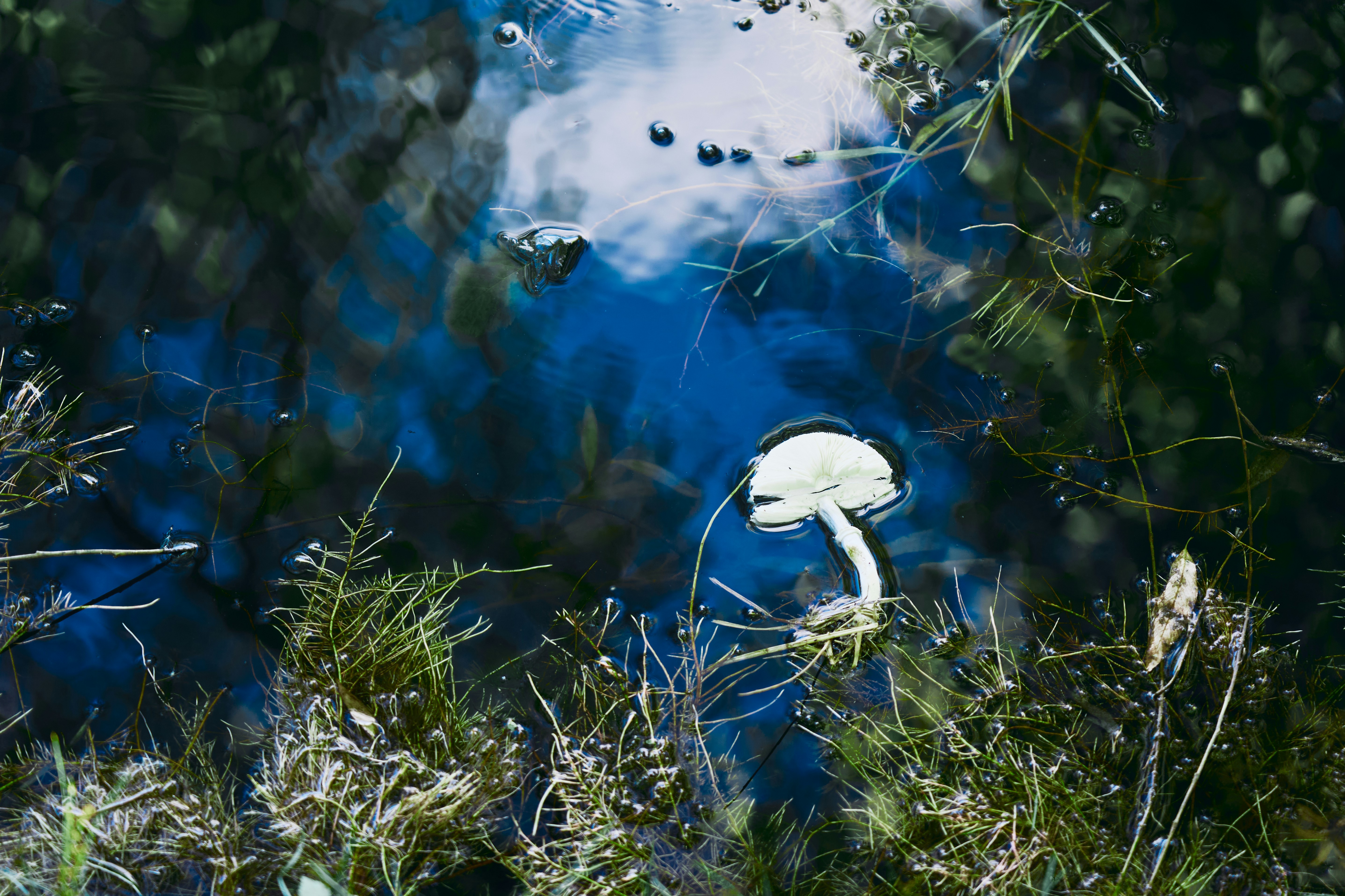 Glassy Pond Whisper: Pale Silhouette in Blue Reflections