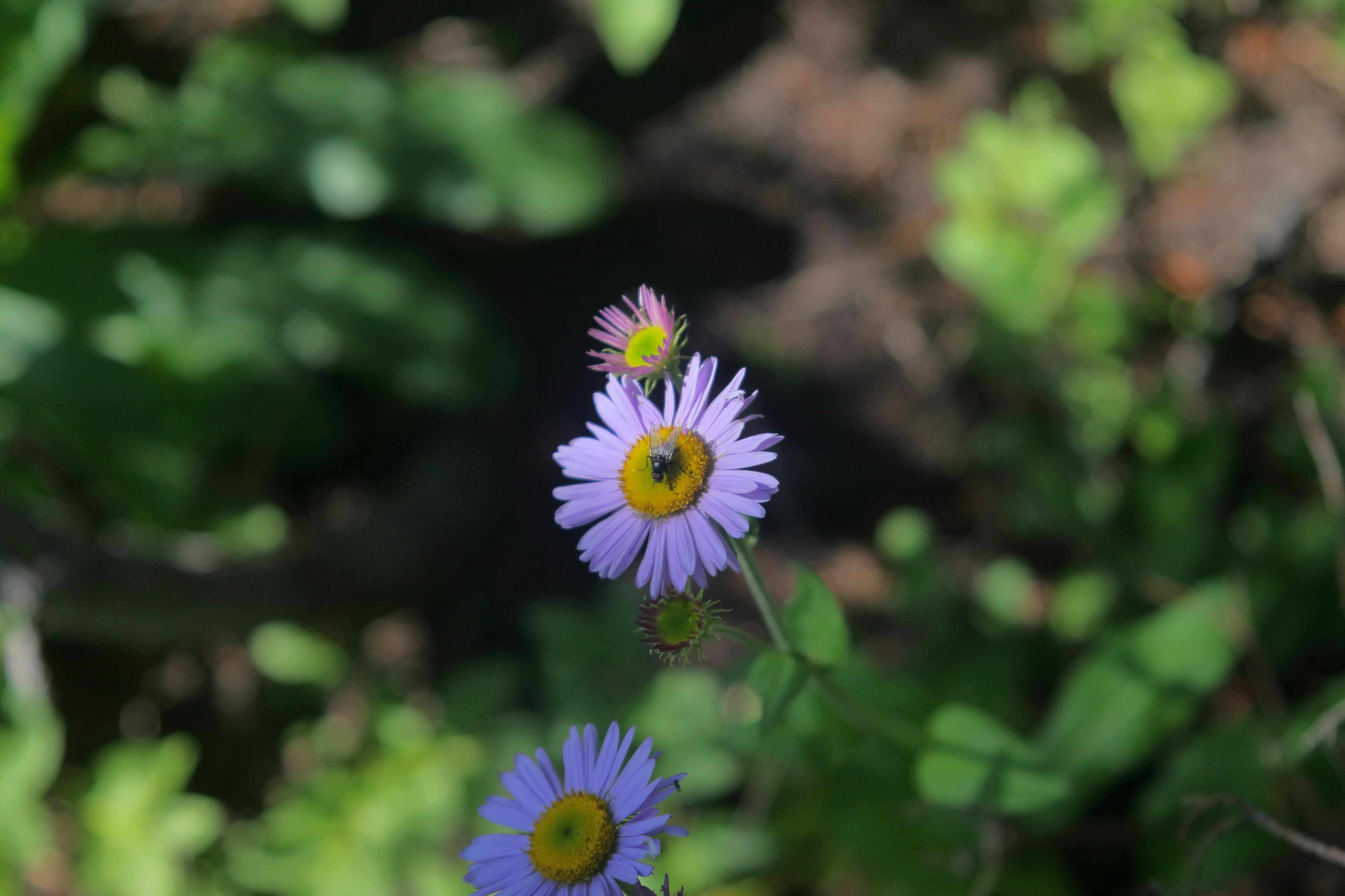 Dappled Violet Daisies: A Quiet Garden Moment