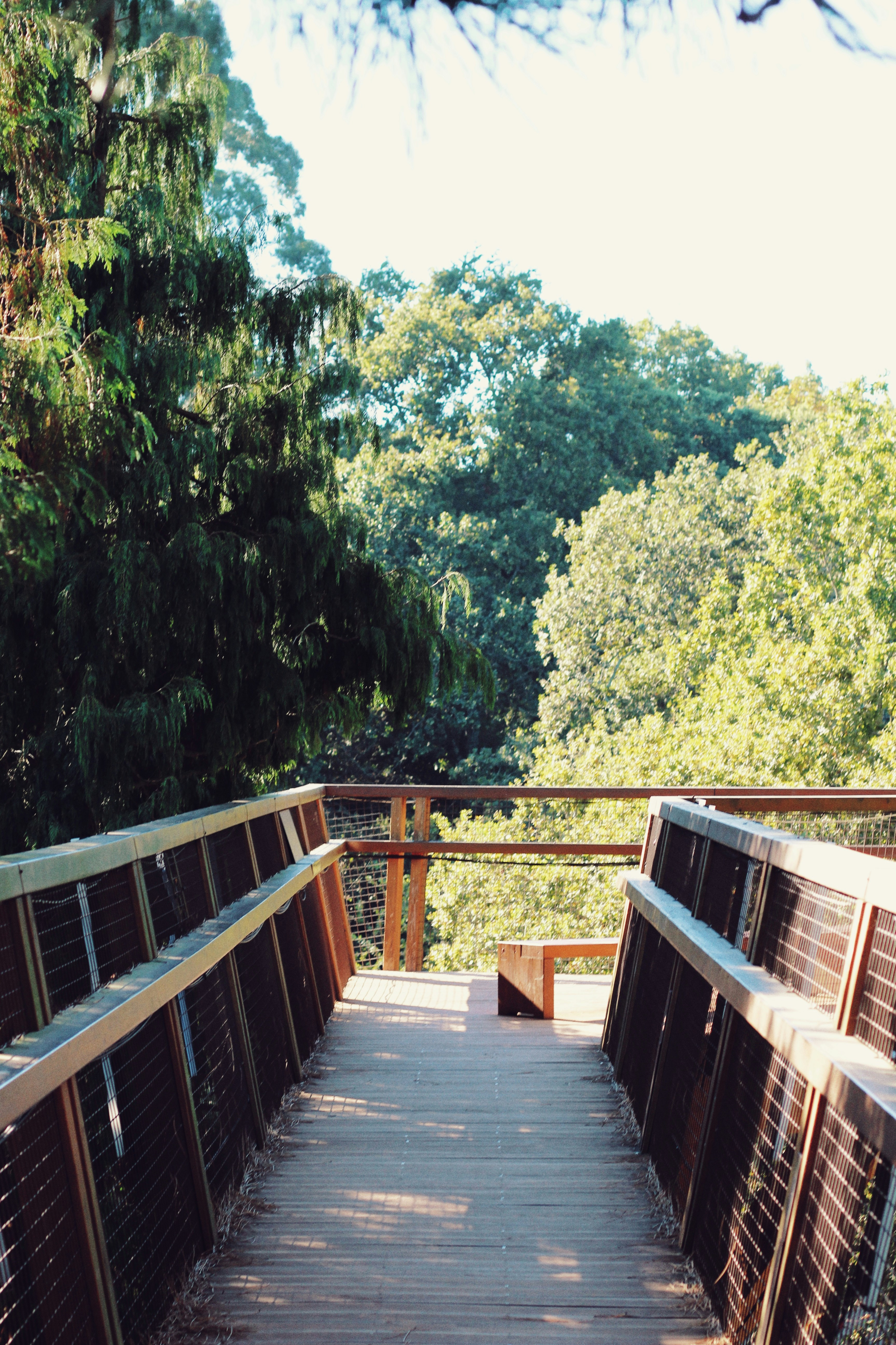 Une passerelle en bois avec des garde-corps menant à une forêt photo ...