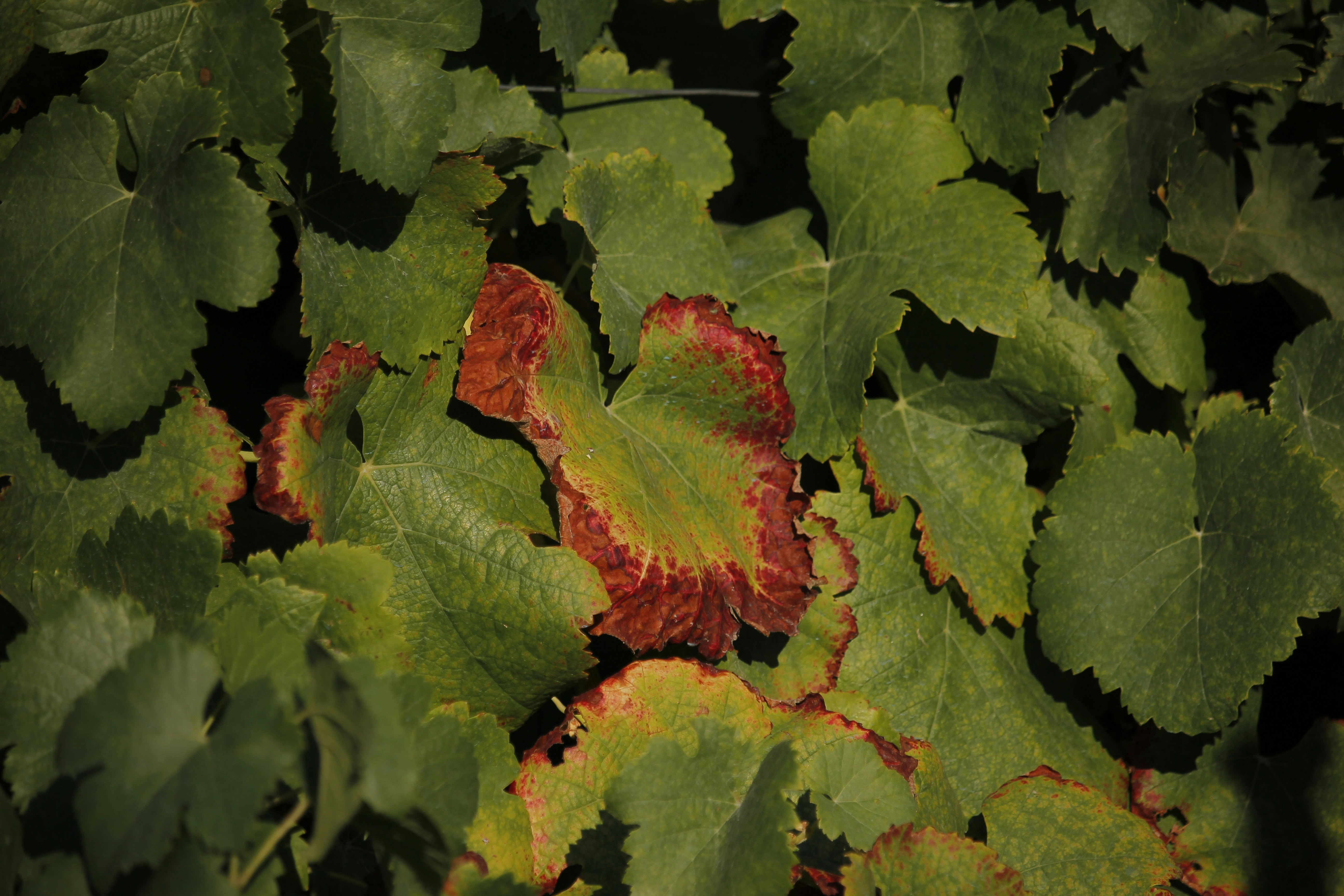 Crimson Edges in a Green Leaf Mosaic