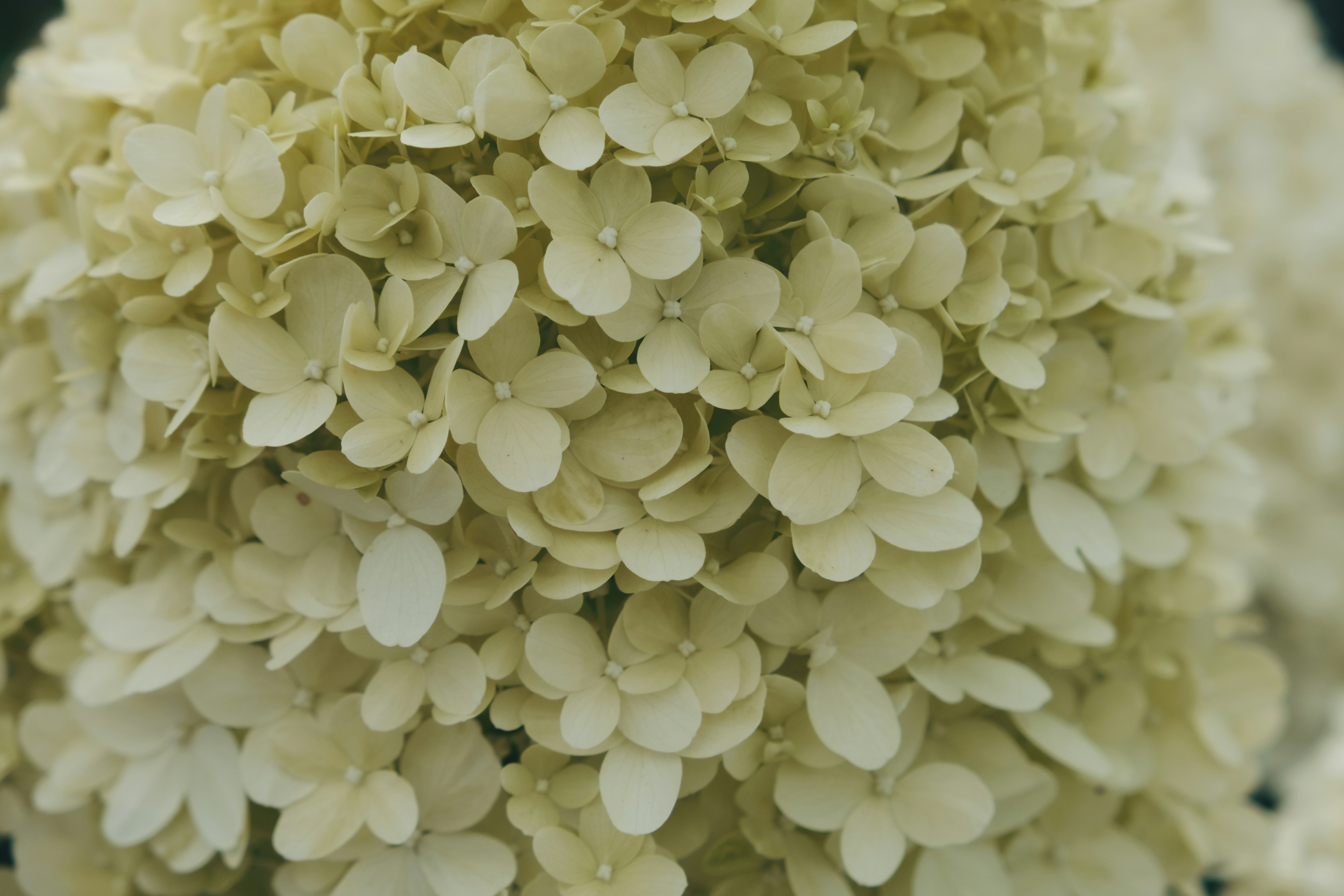 A close up of a bunch of white flowers photo – Free Fujifilm xt4 Image ...