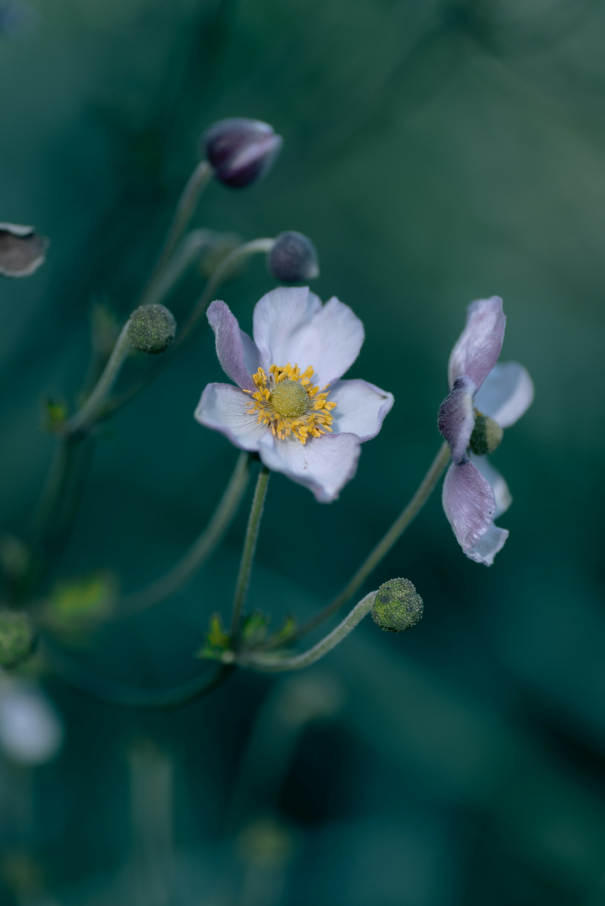 Cool Floral Wallpaper Pictures | Download Free Images on Unsplash