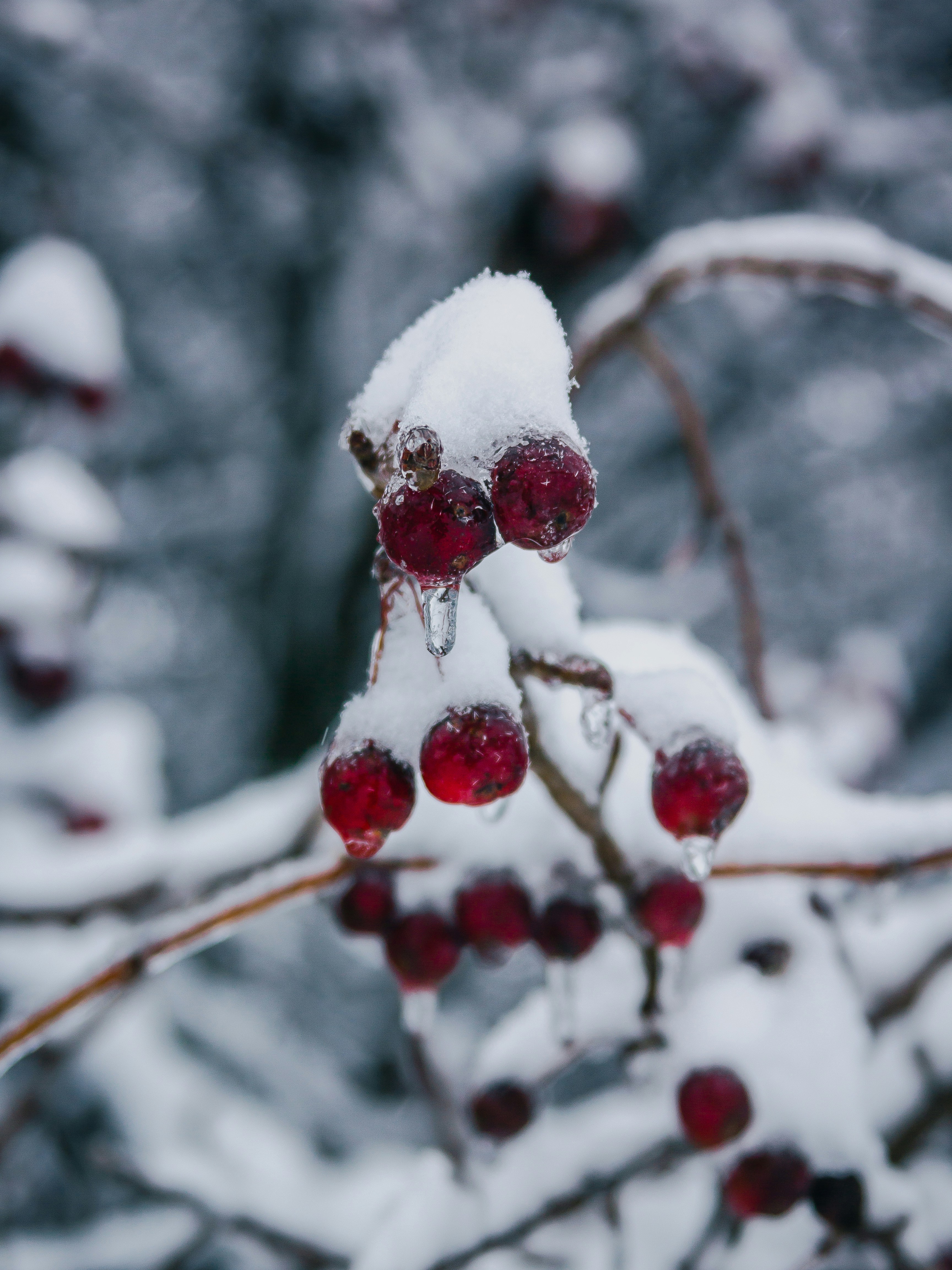 A bunch of berries that are covered in snow photo – Free Nature Image ...