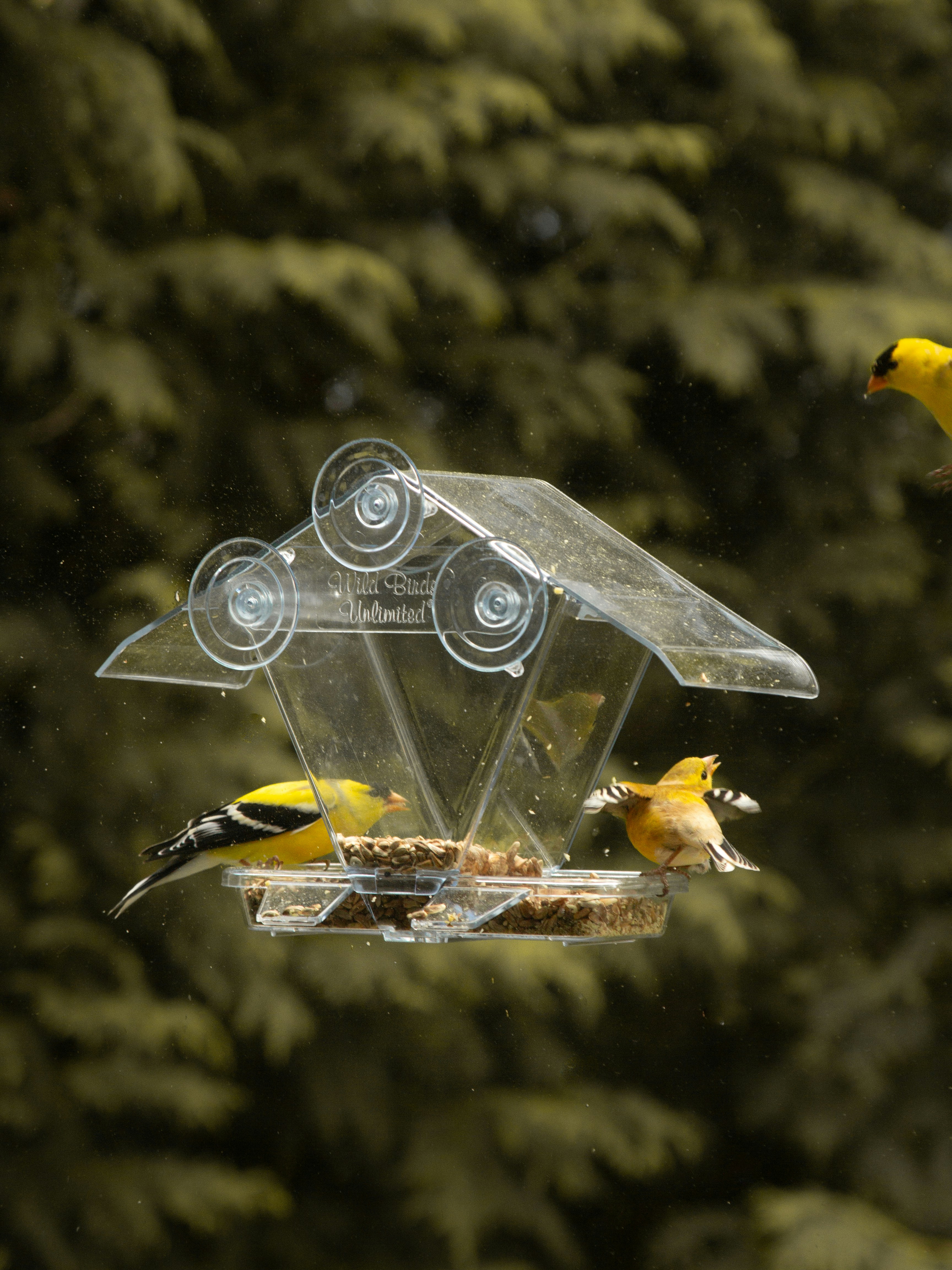 A group of birds flying around a bird feeder