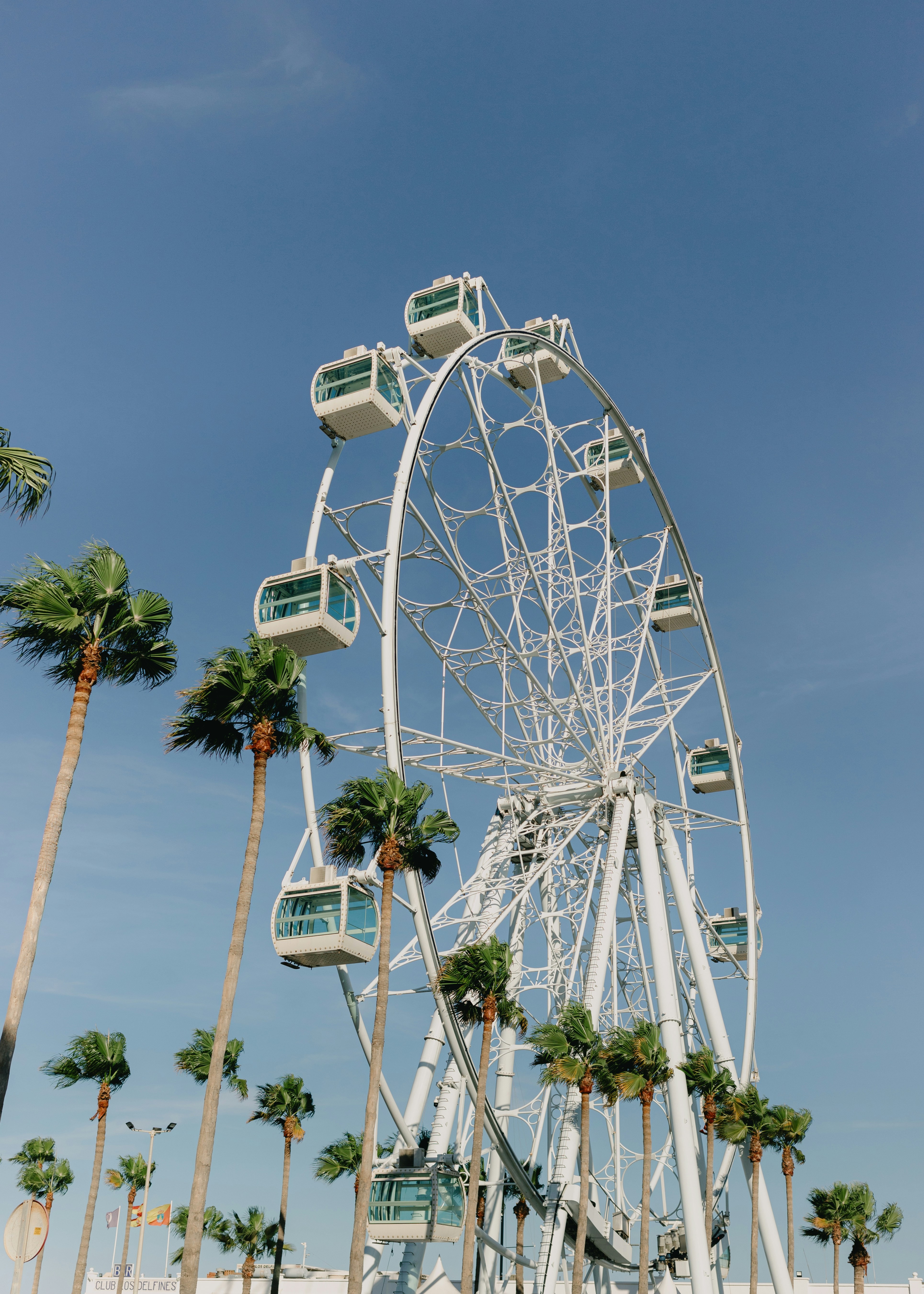 Skyward Ferris Wheel Framed by Coastal Palms