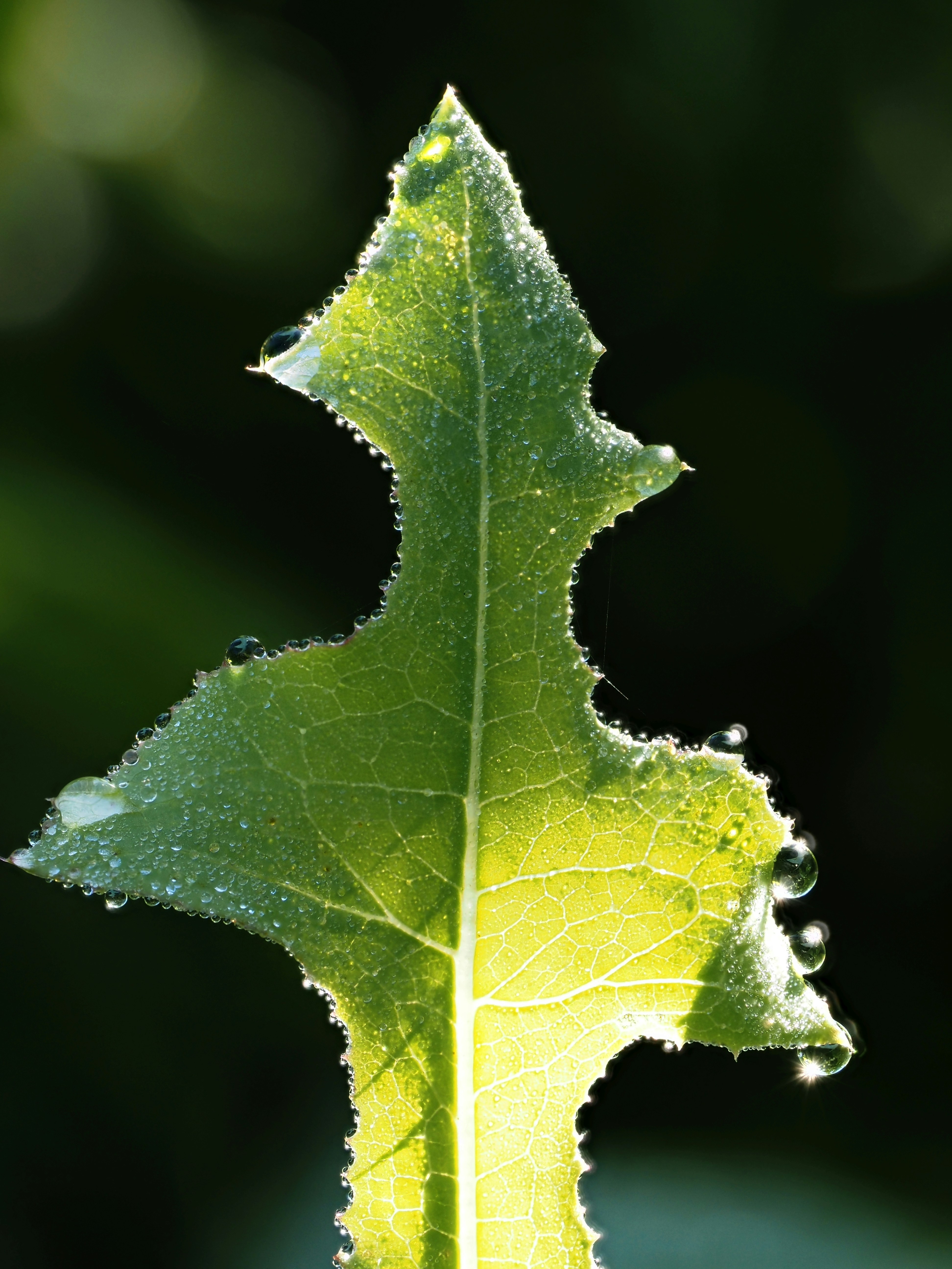 Dew-kissed Oak Leaf: Morning Light on a Stressed Edge