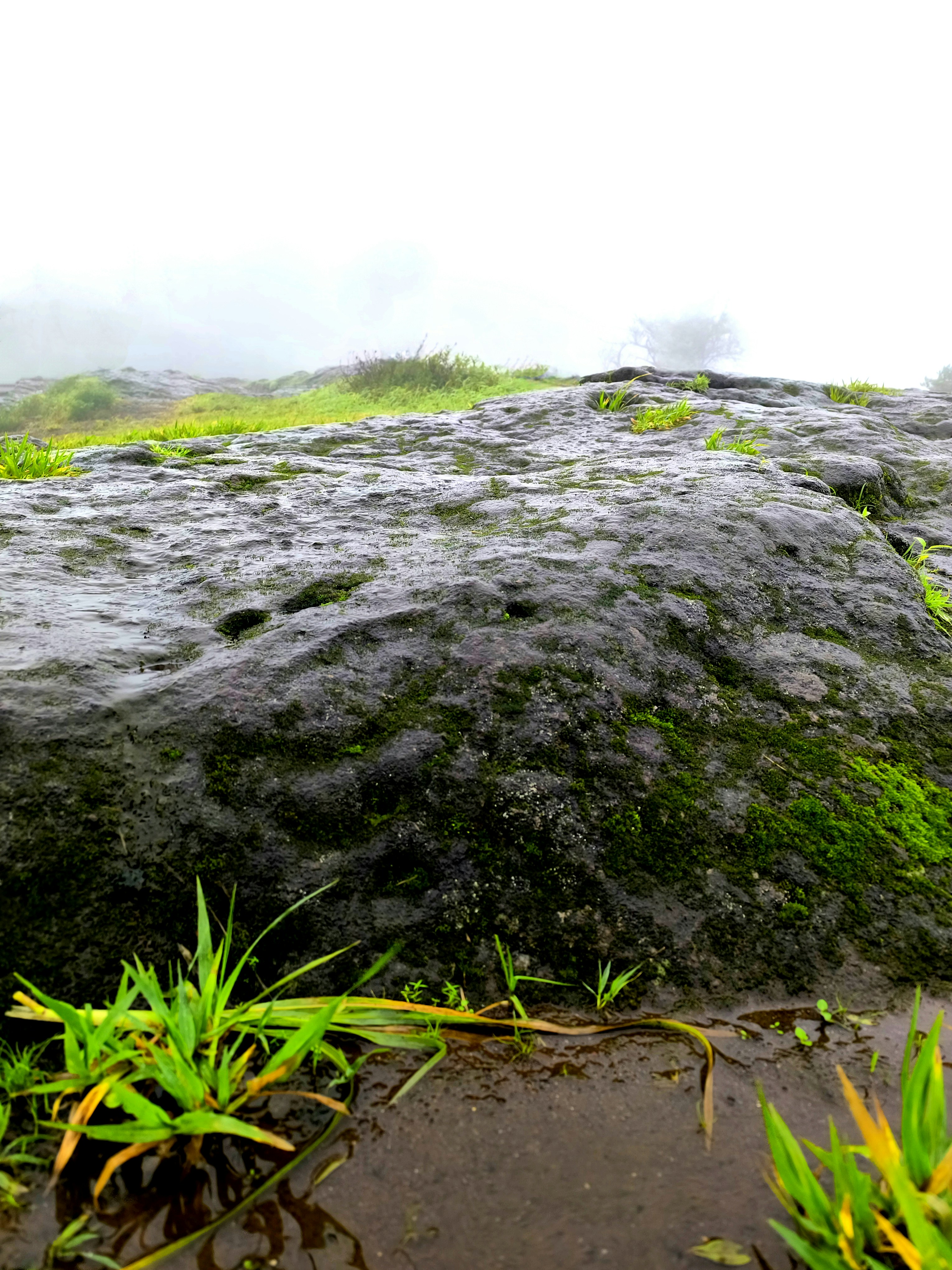 Grass and rock close up