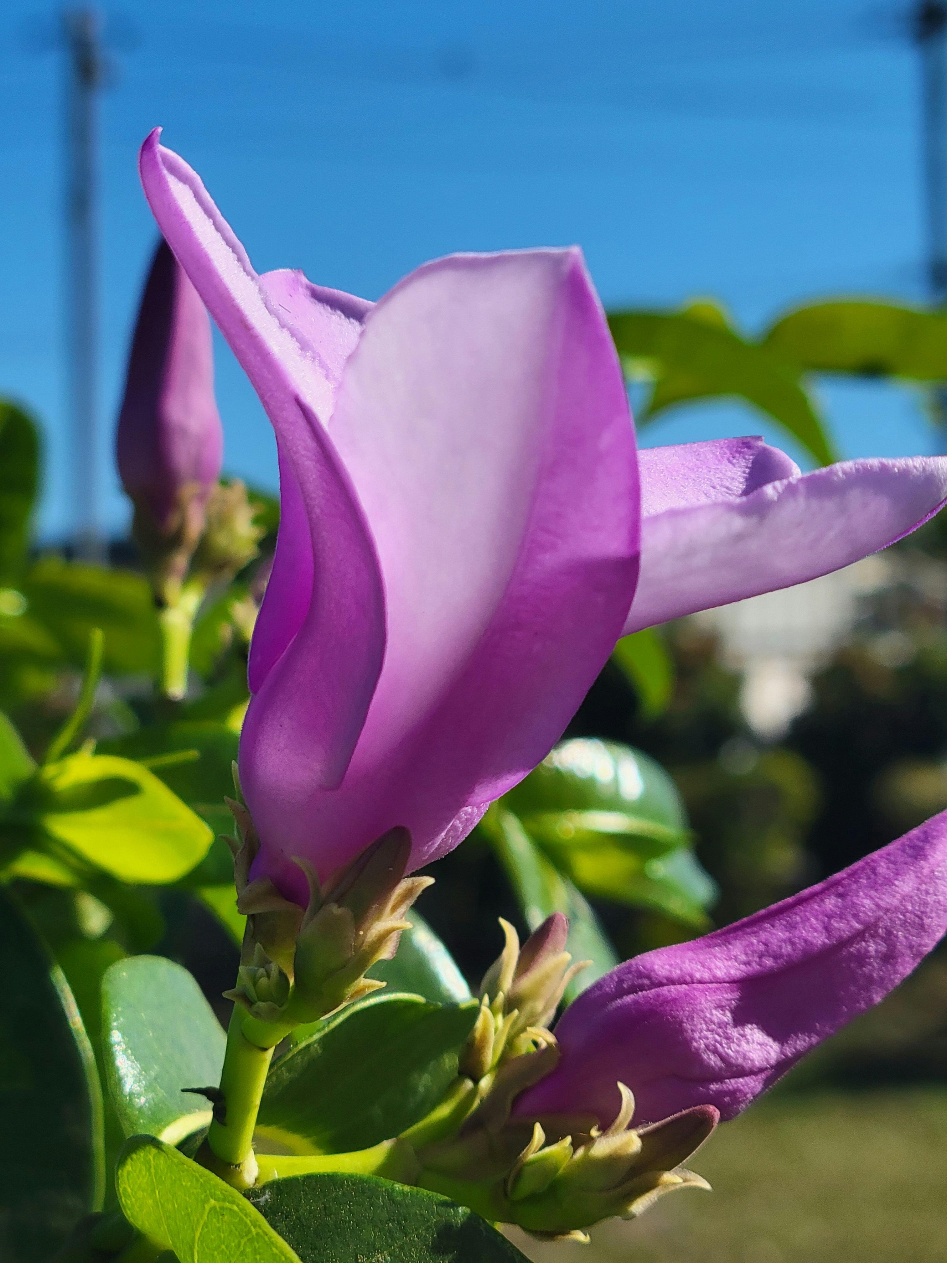 Violet trumpet bloom in sharp relief against a bright blue sky