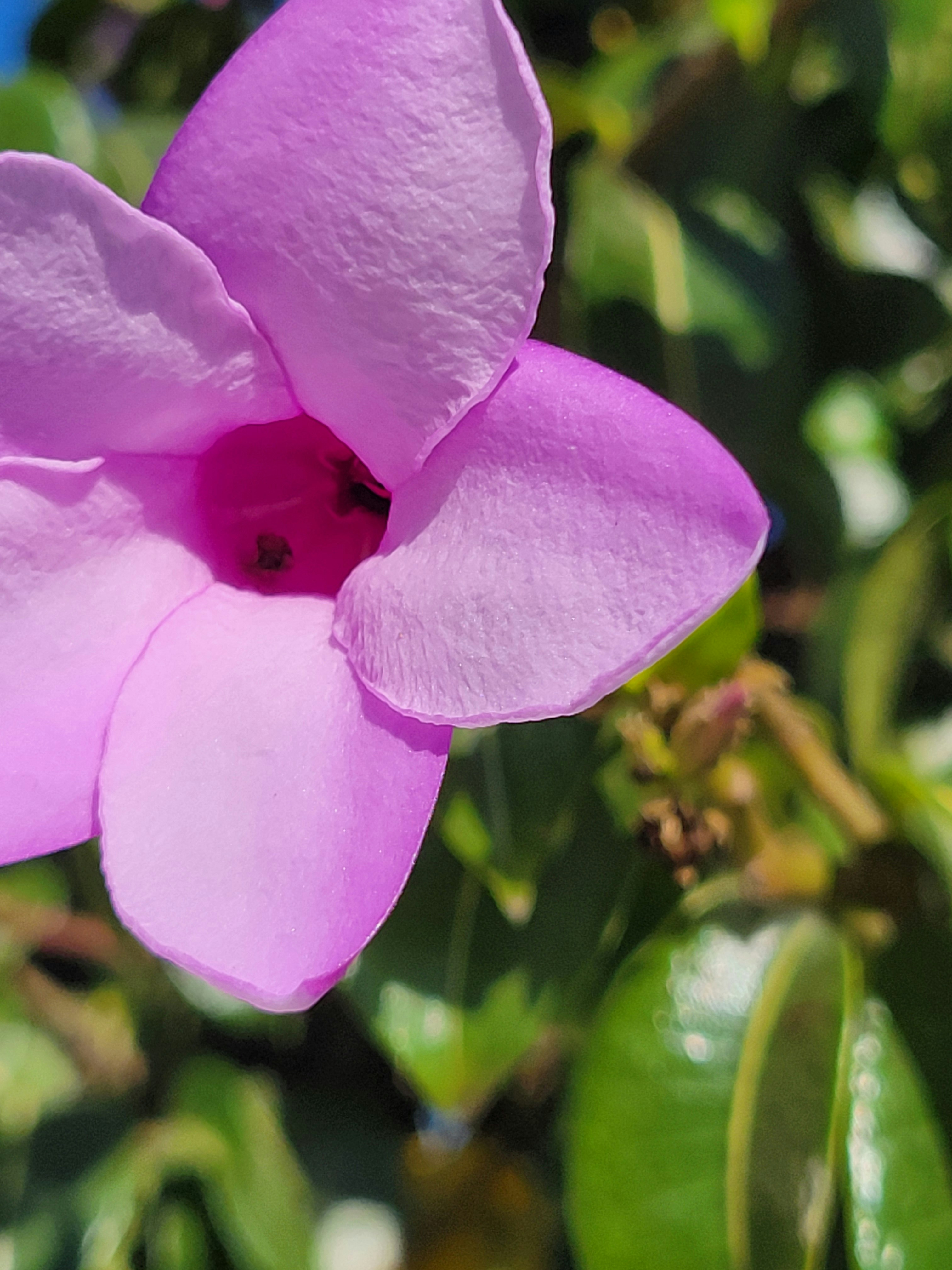 Pink Perfection: Close-Up of a Violet Hibiscus Bloom