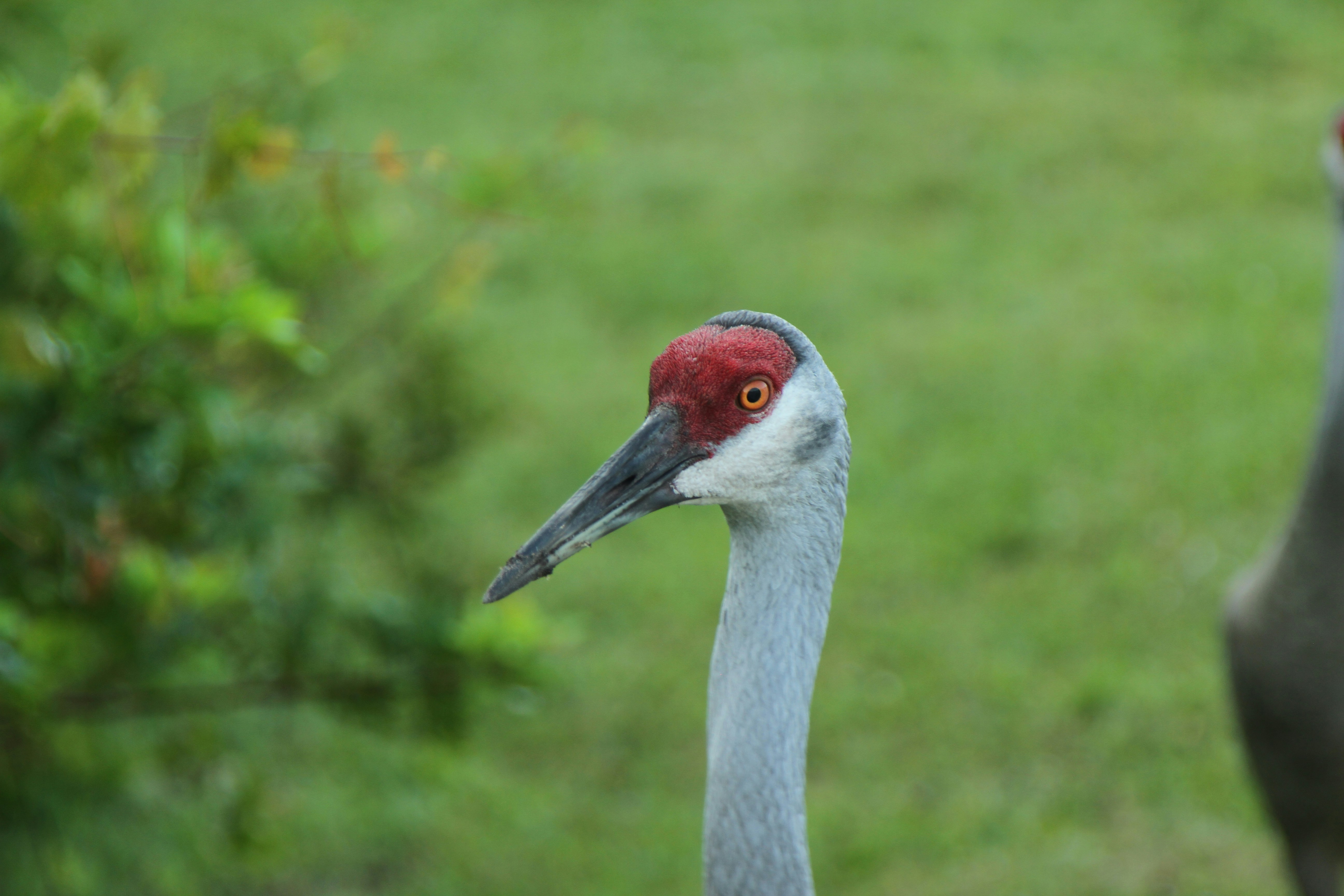 A sandhill crane in LOL, Florida