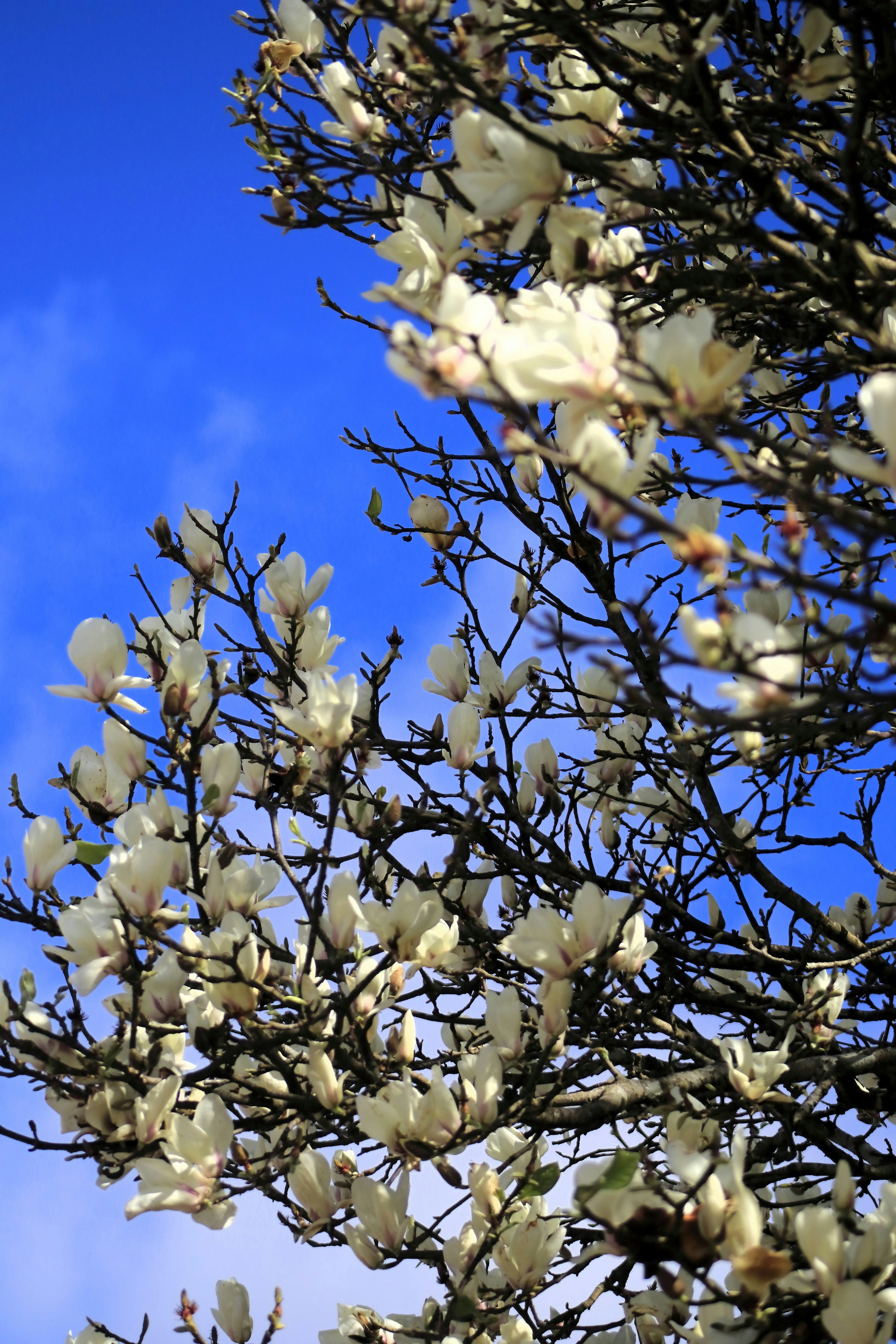 A tree with white flowers and a blue sky in the background photo – Free ...
