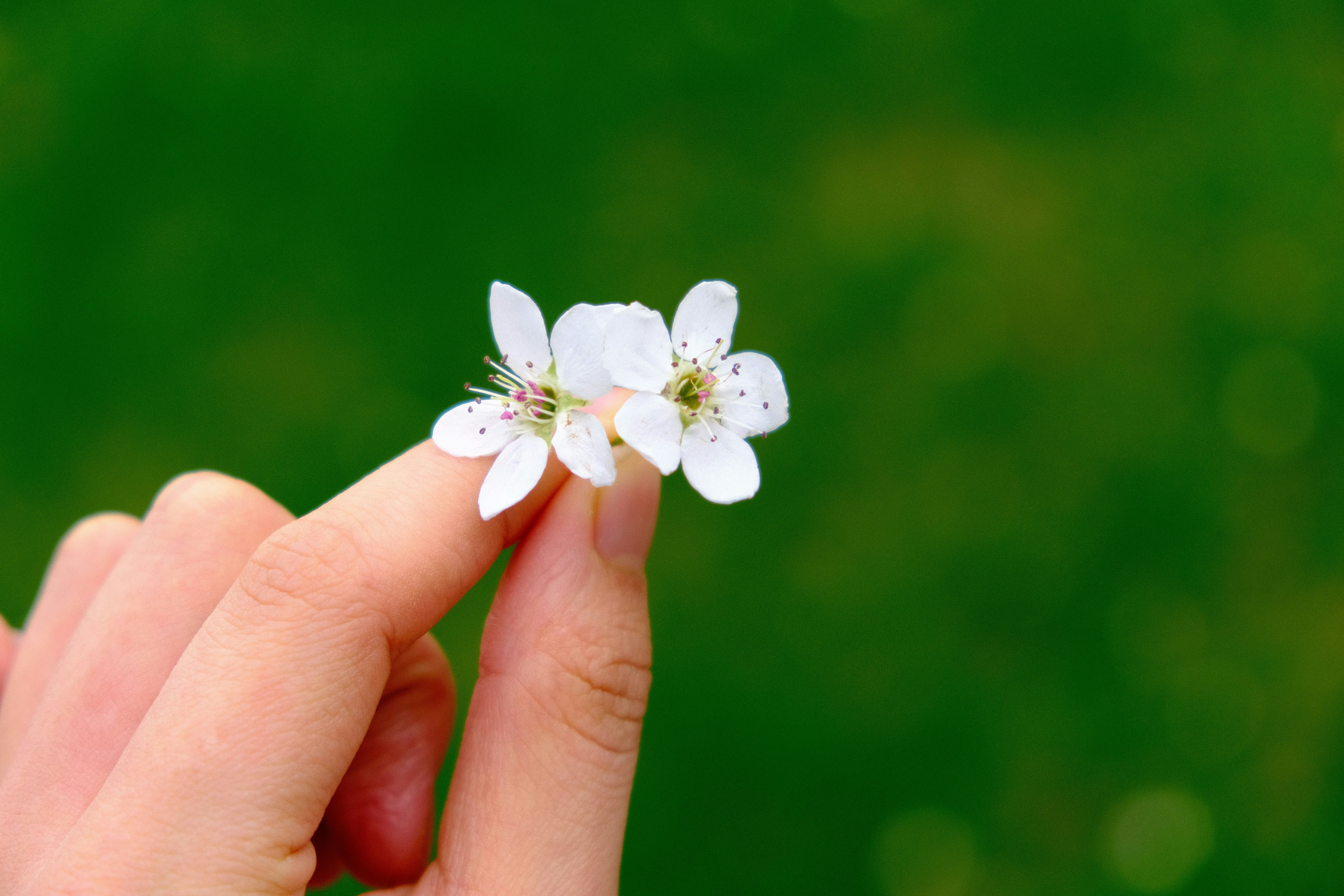Petal Pinch: Quiet Bloom Between Fingers