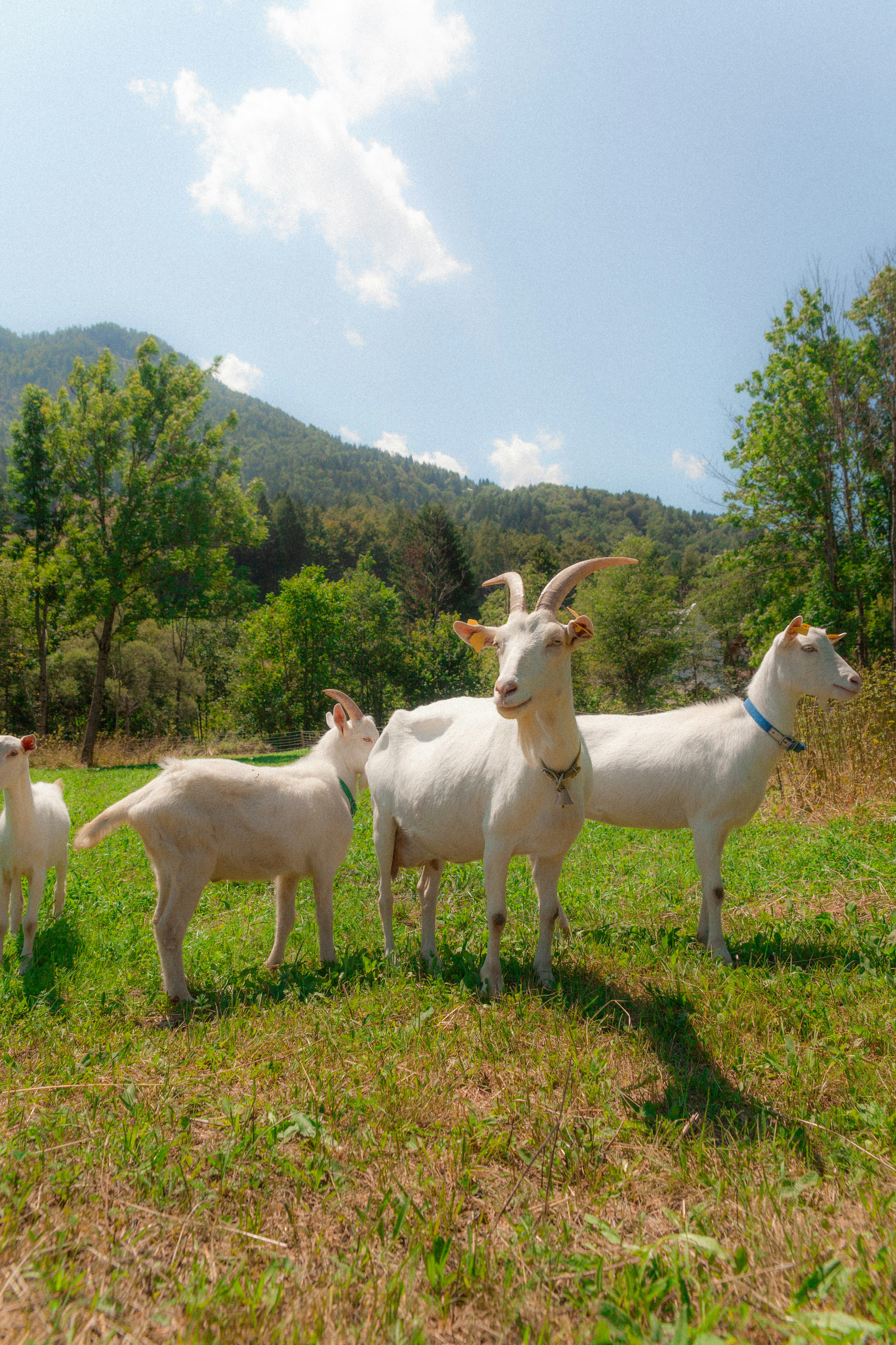 Horned Centerstage in a Sunlit Alpine Meadow