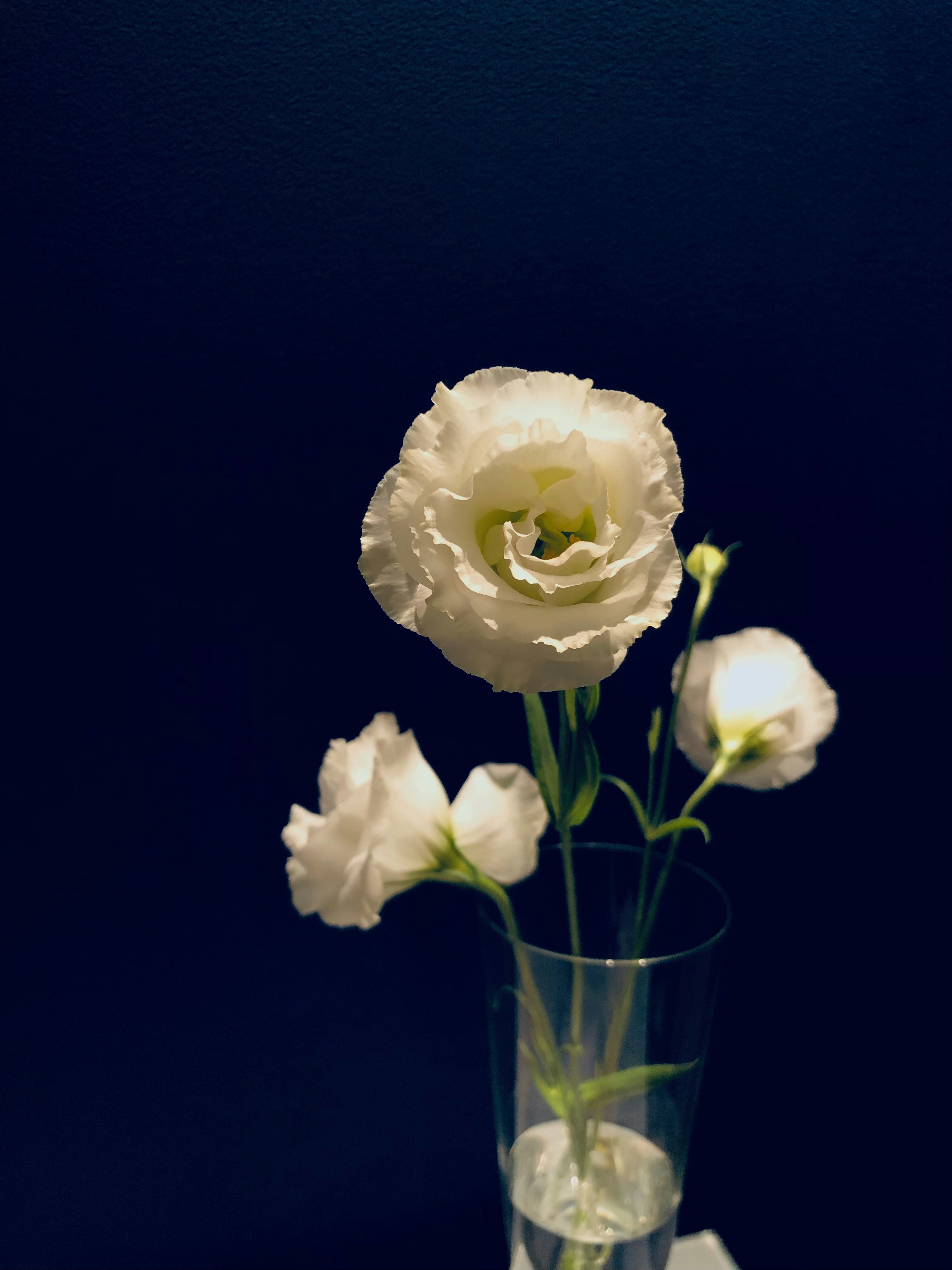 White flower in a dark background