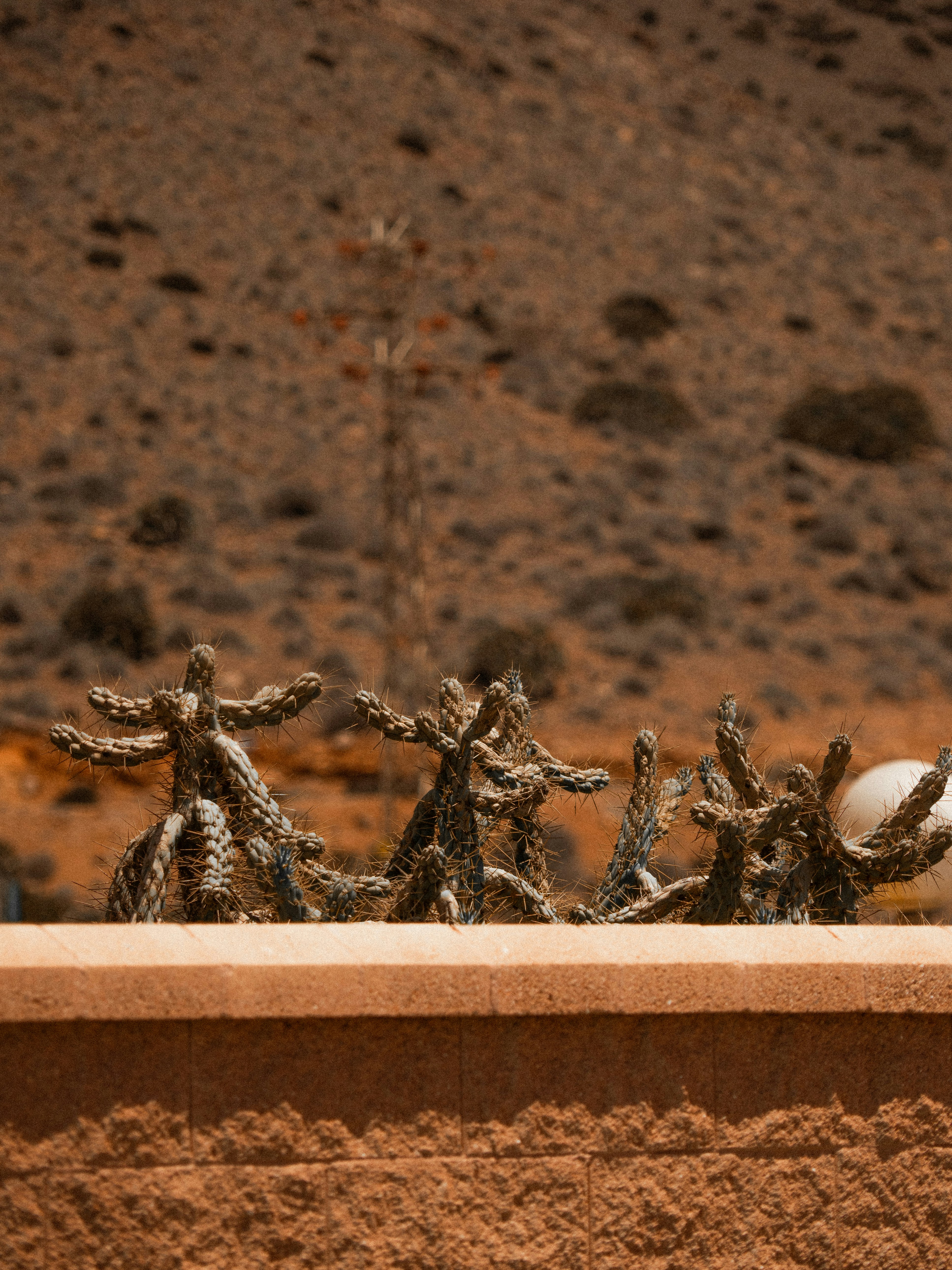 Desert Barbs: Twisted Wire Over a Sun-Baked Wall