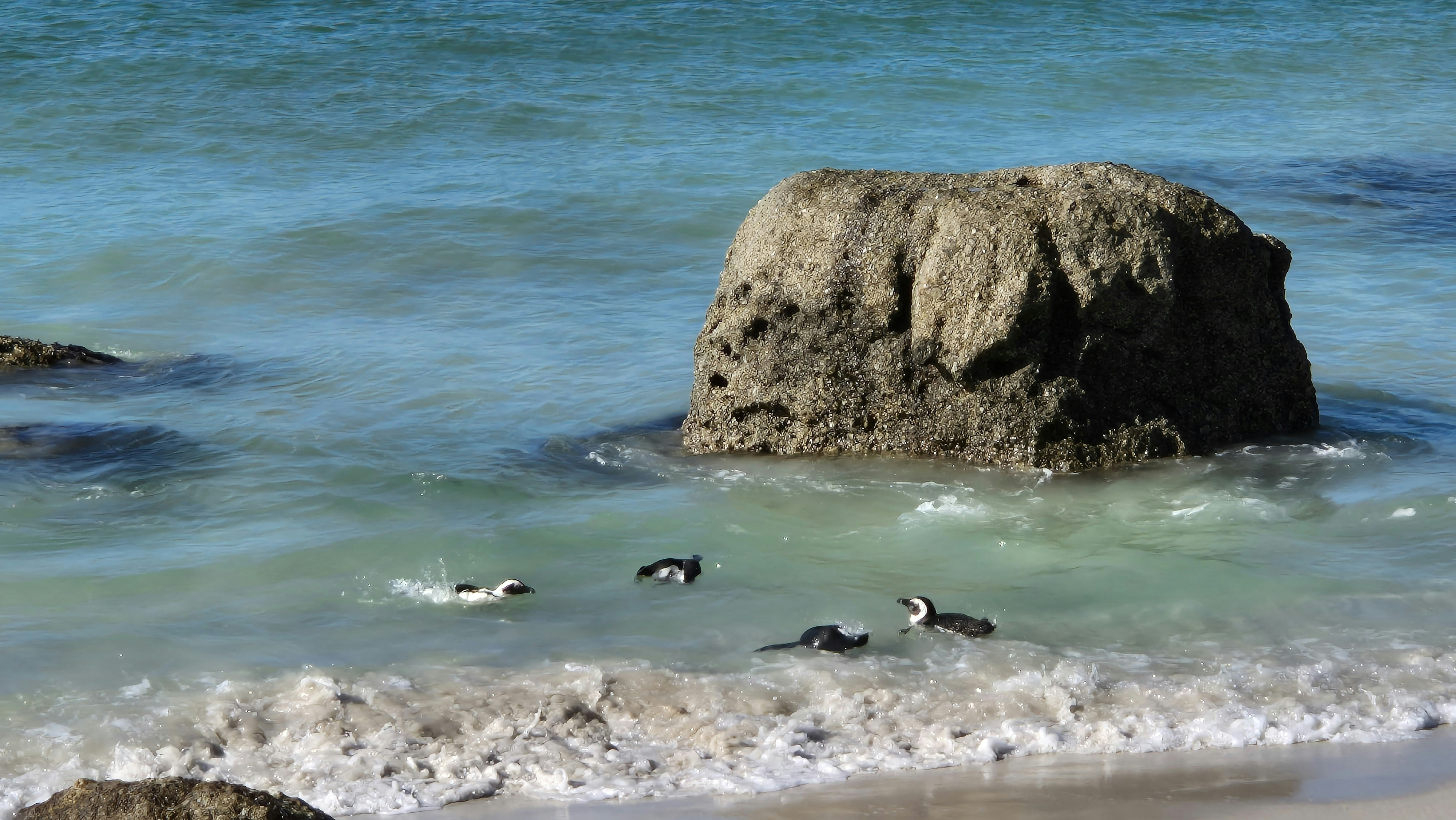 Rugged rock rises from turquoise sea near a foamy shoreline, with a small group of seabirds gliding nearby.