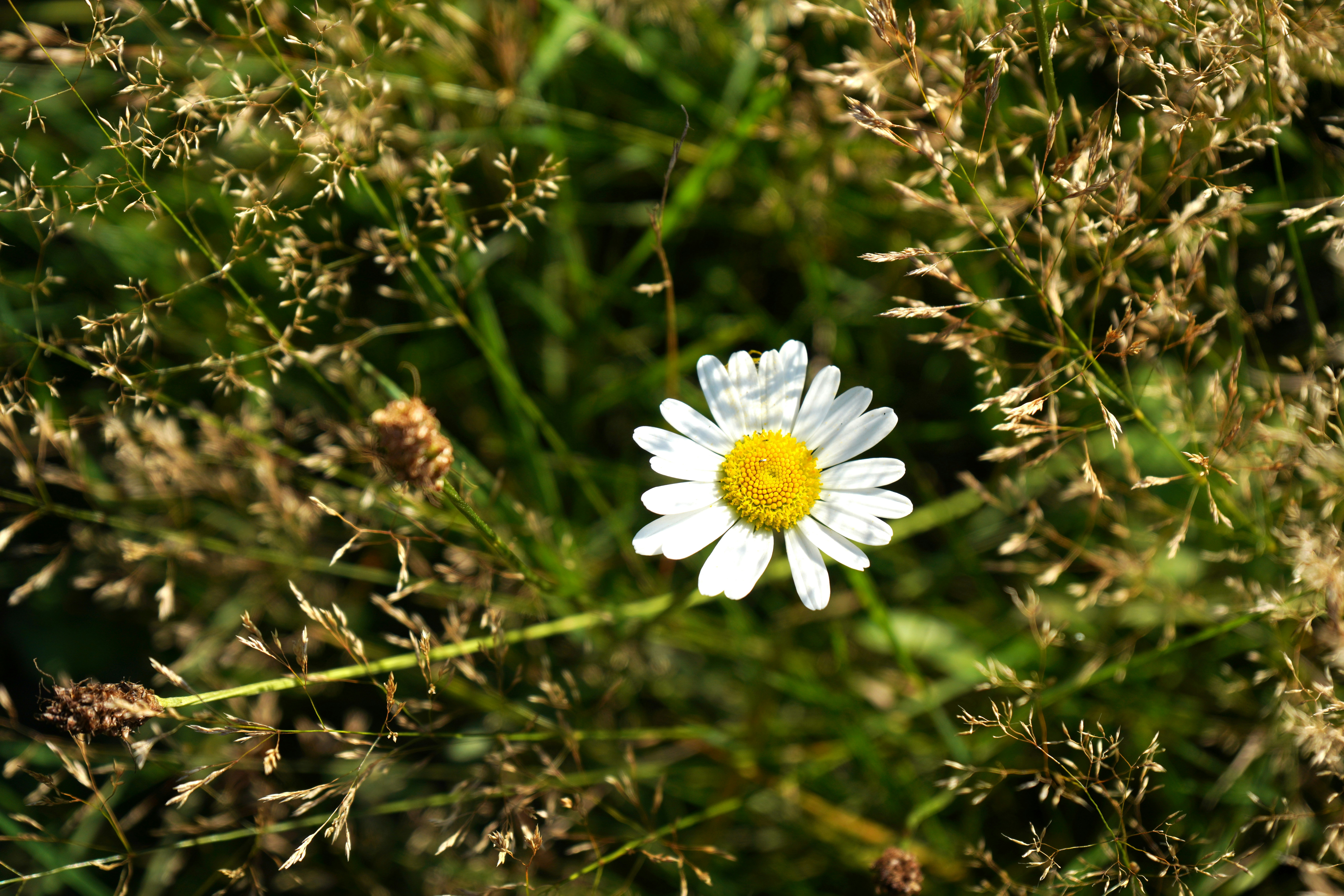 A single daisy sitting in the middle of a field photo – Free Wrocław ...