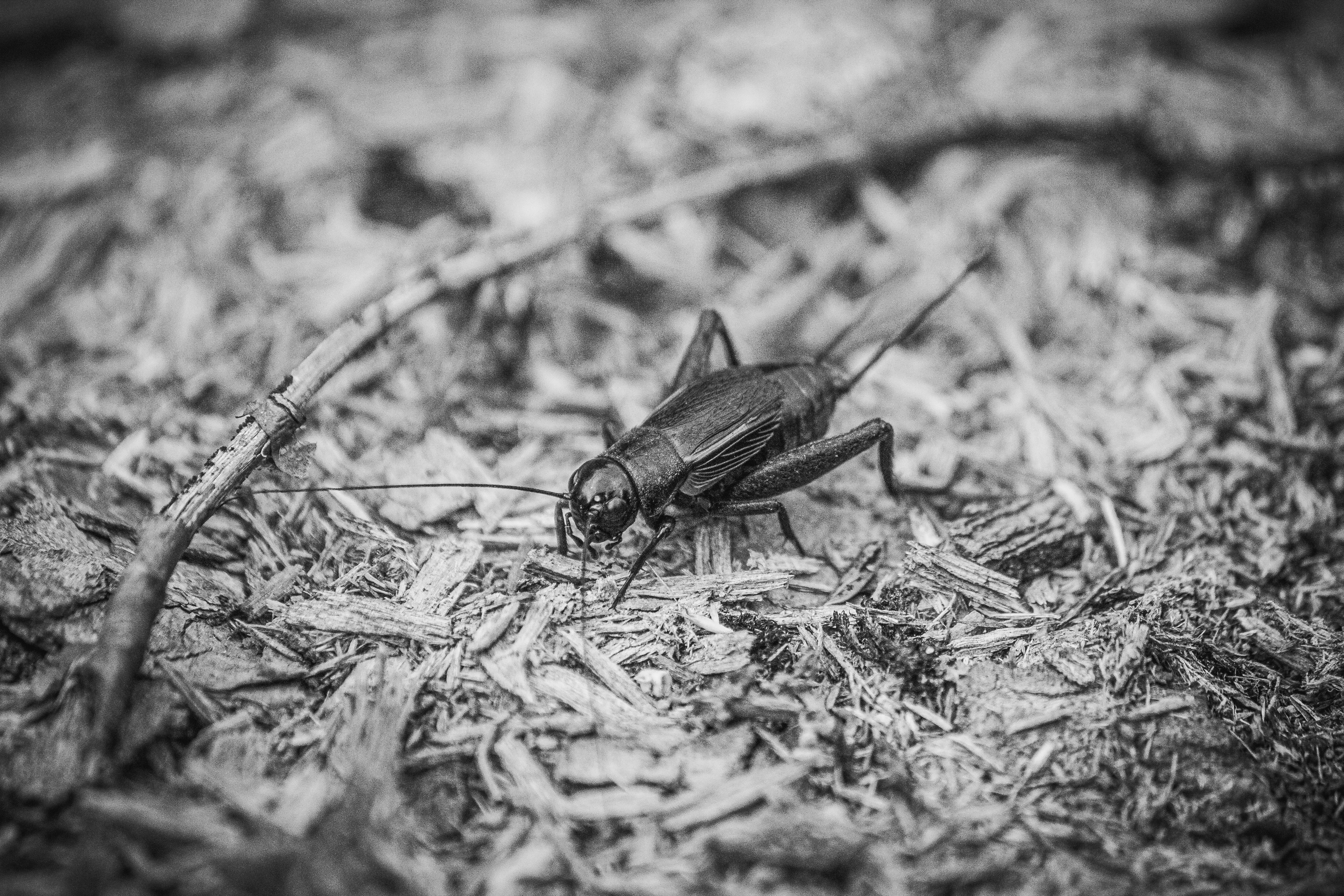 A black and white photo of a bug on the ground photo – Free Insect ...