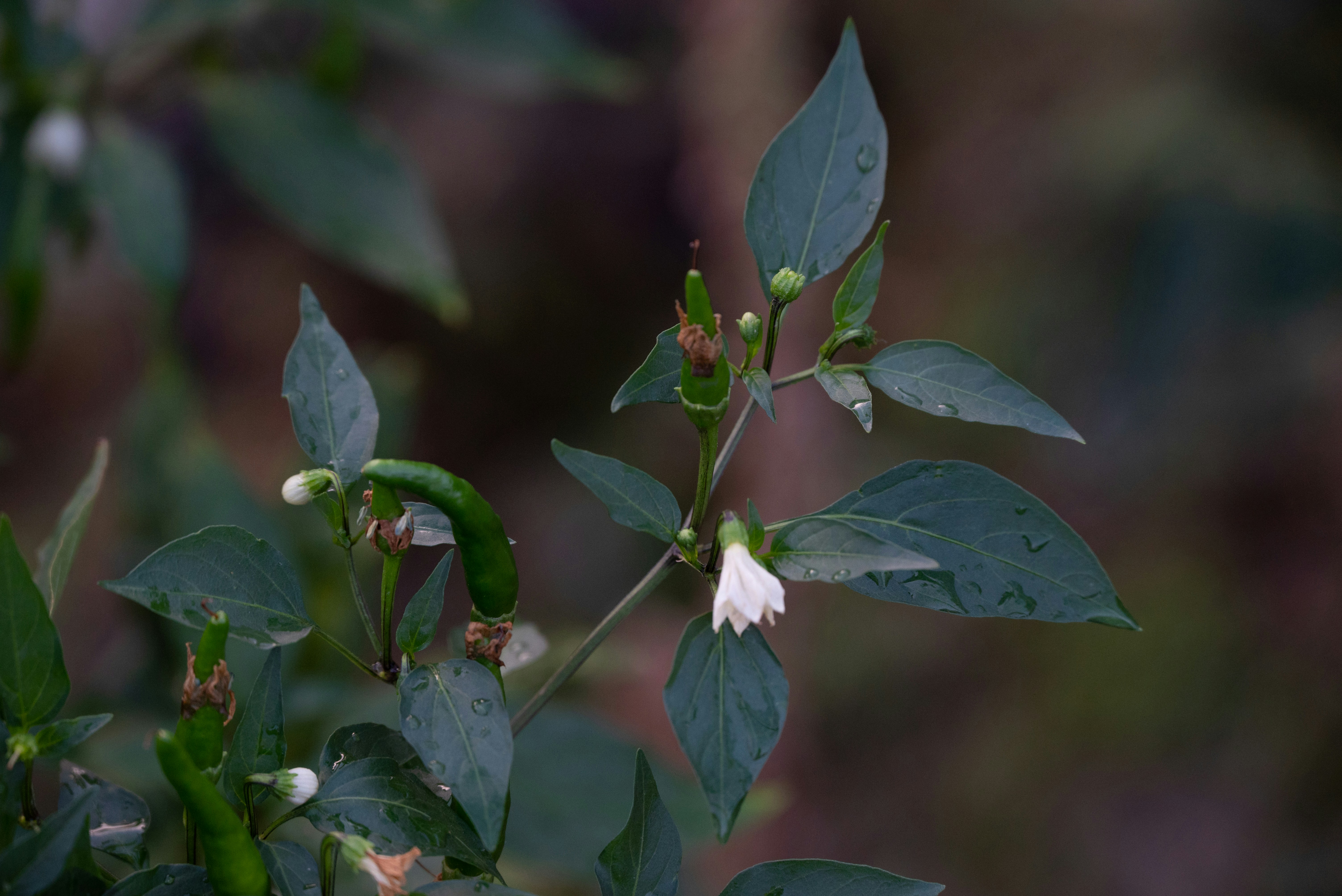 Chili pepper plant showcasing vibrant green pods and delicate white flowers amid dew-kissed leaves.