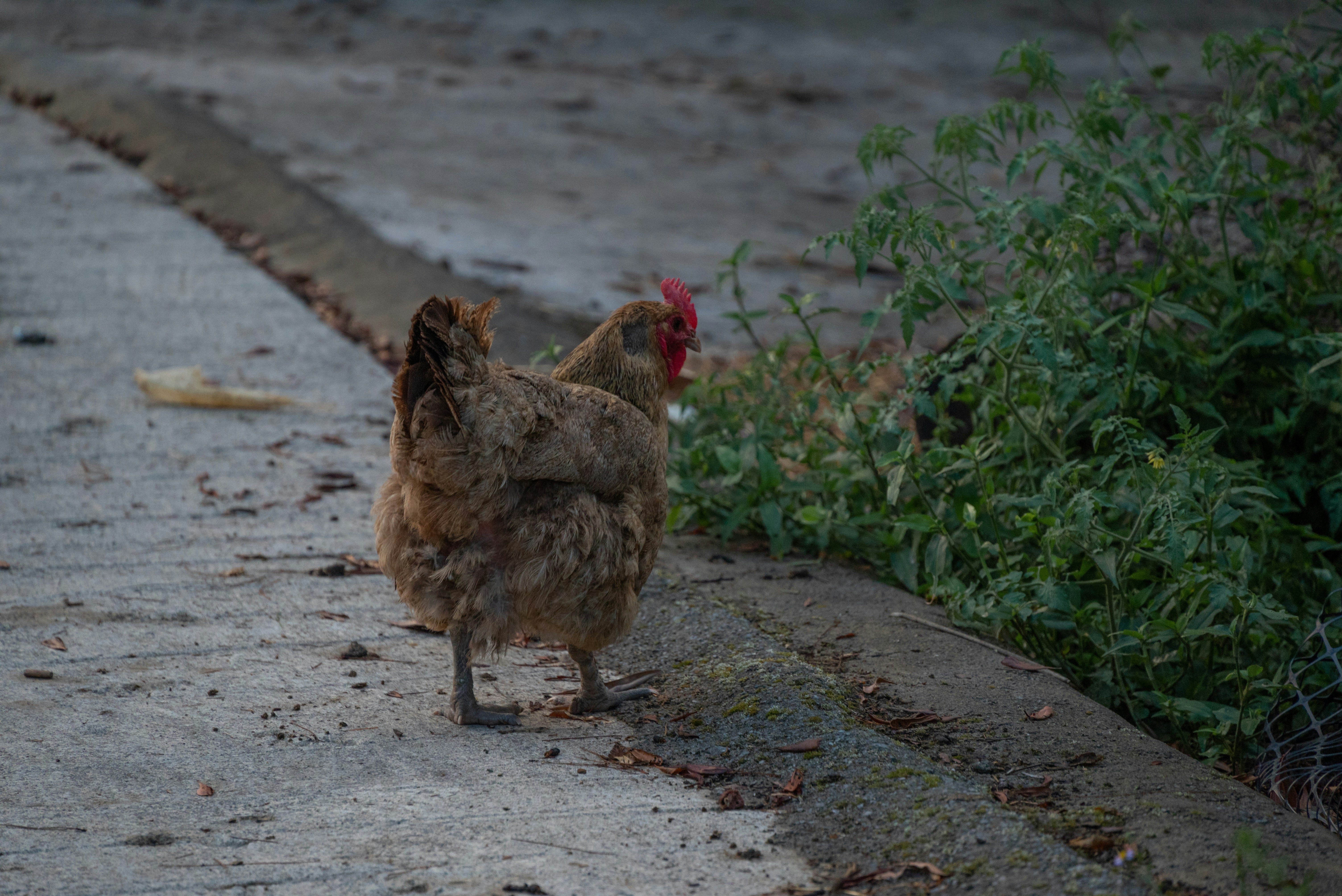 A chicken walking down a sidewalk next to a bush photo – Free China ...