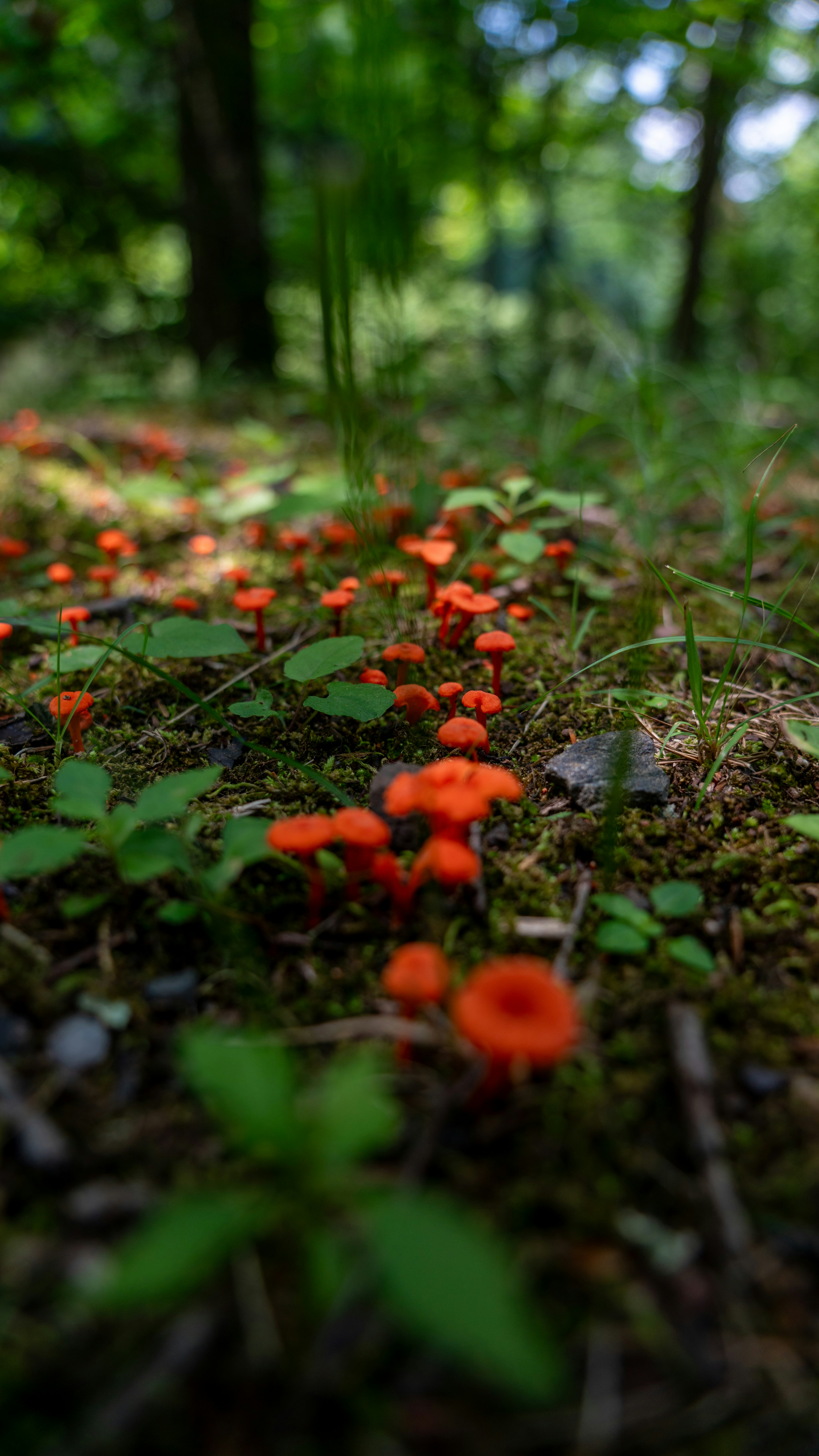 Carpet of Orange Mushrooms: A Low-Angle Forest Microcosm