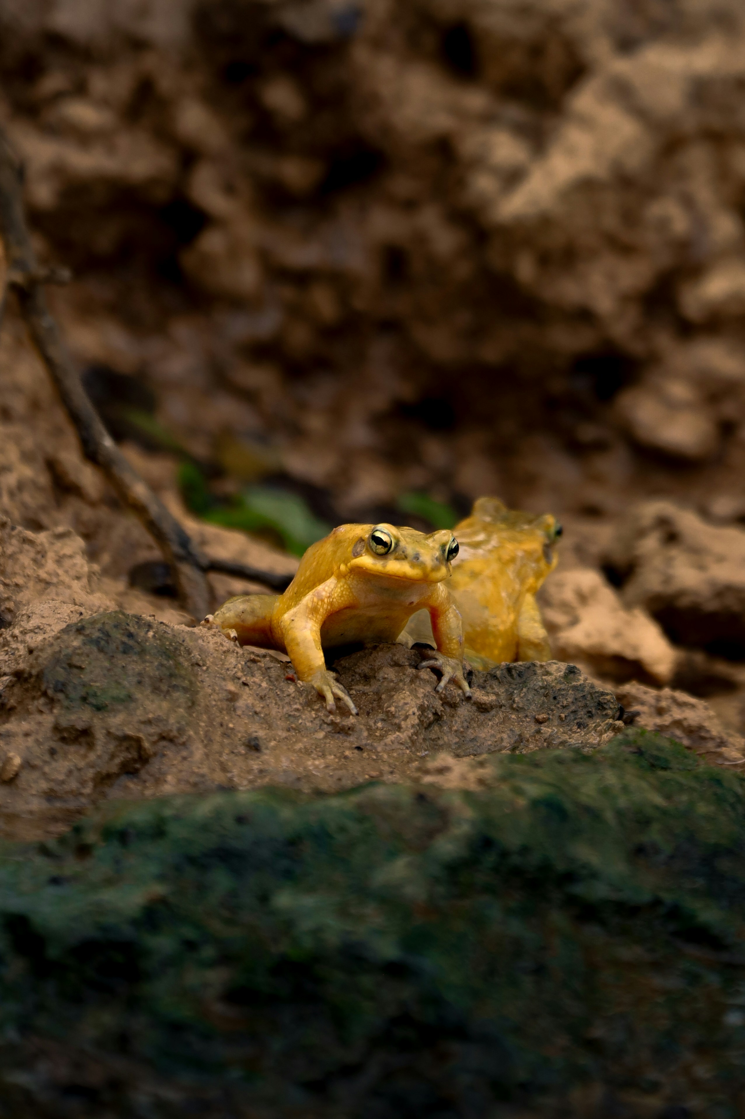 Golden Glimpse: A Mud-Rw Frog Watches the Forest Edge