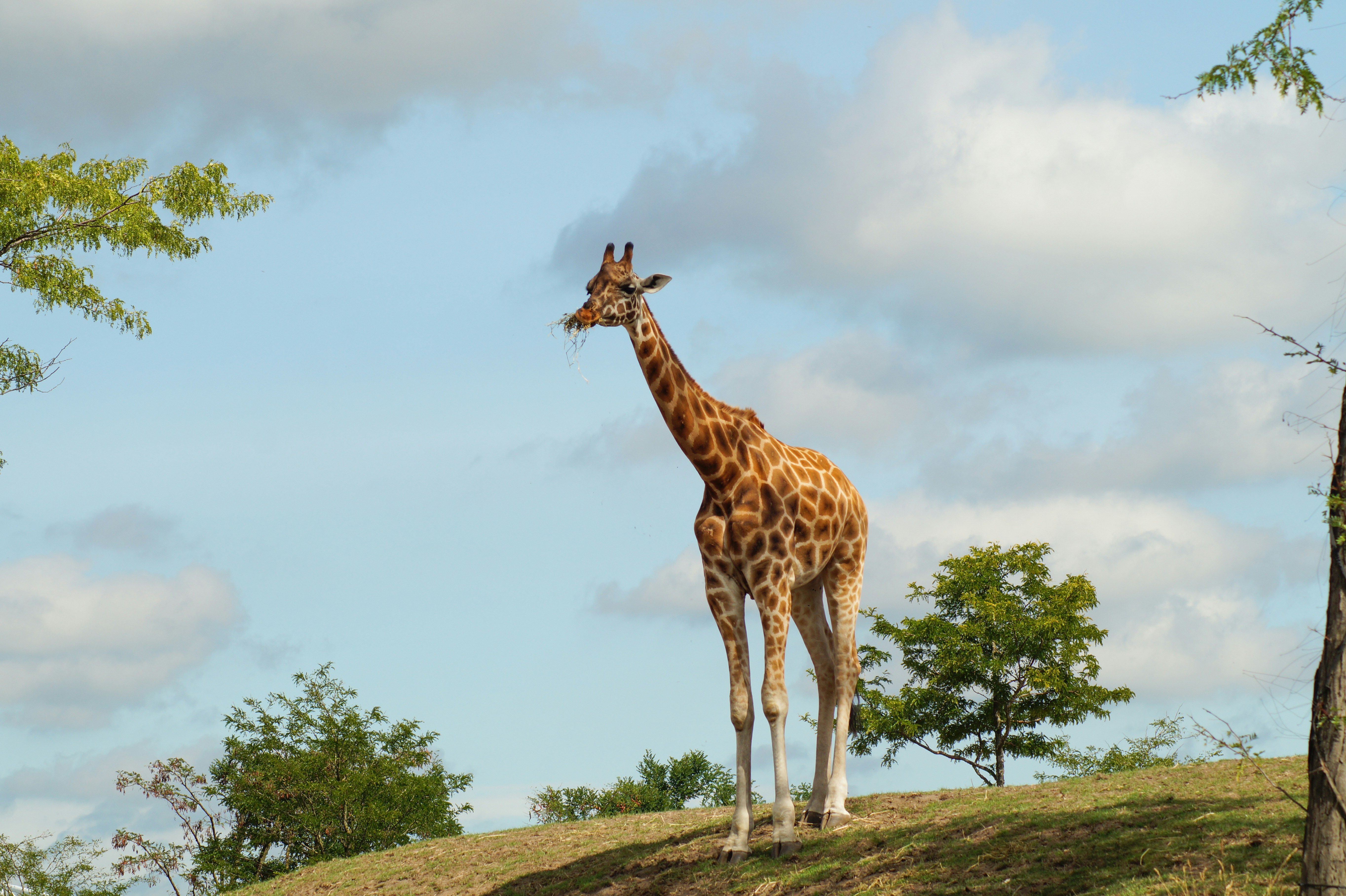 Giraffe on a sunlit savannah hill against a crisp blue sky