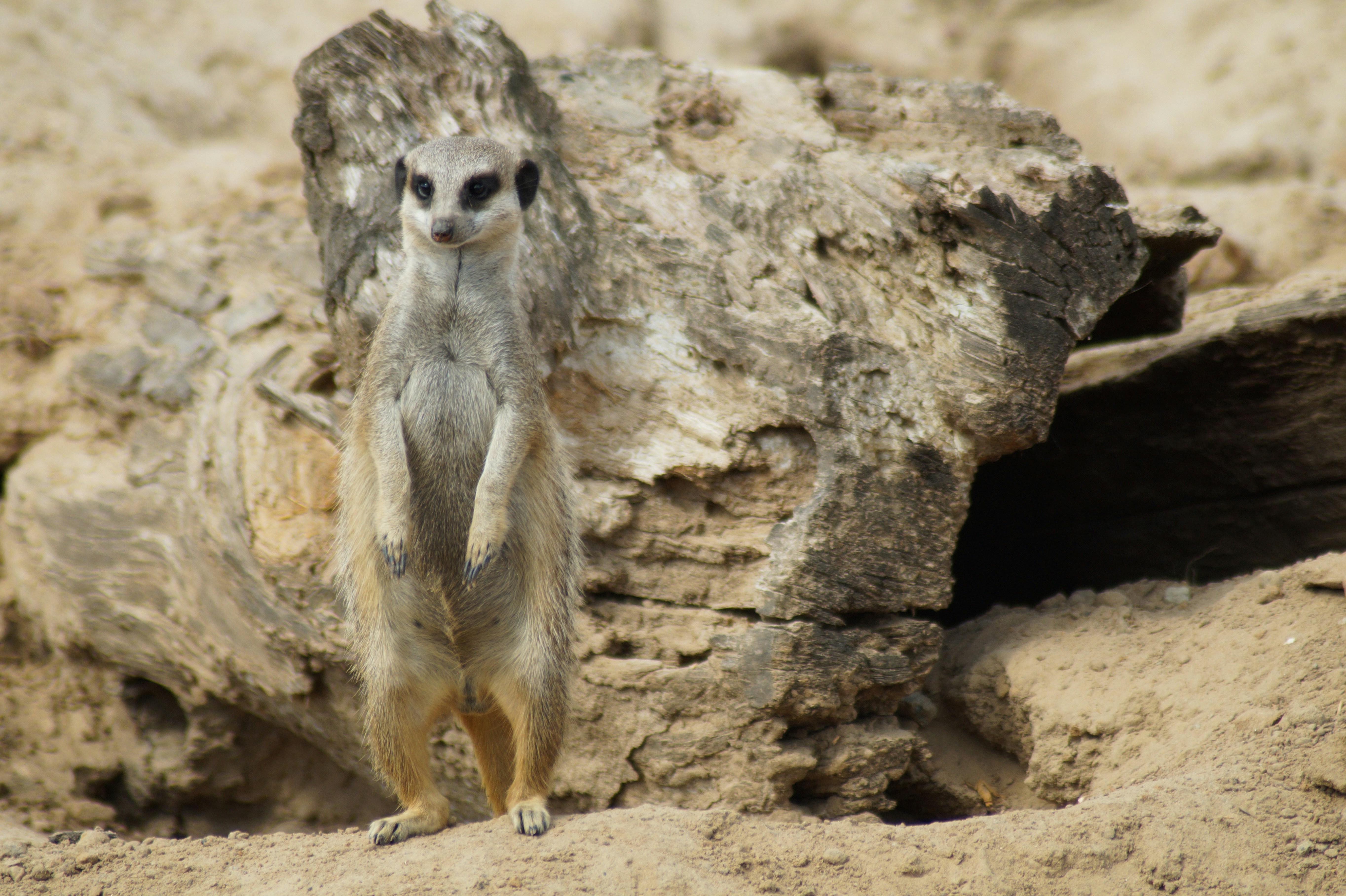 Desert Sentinel: Meerkat Upright Amid Sand and Stone