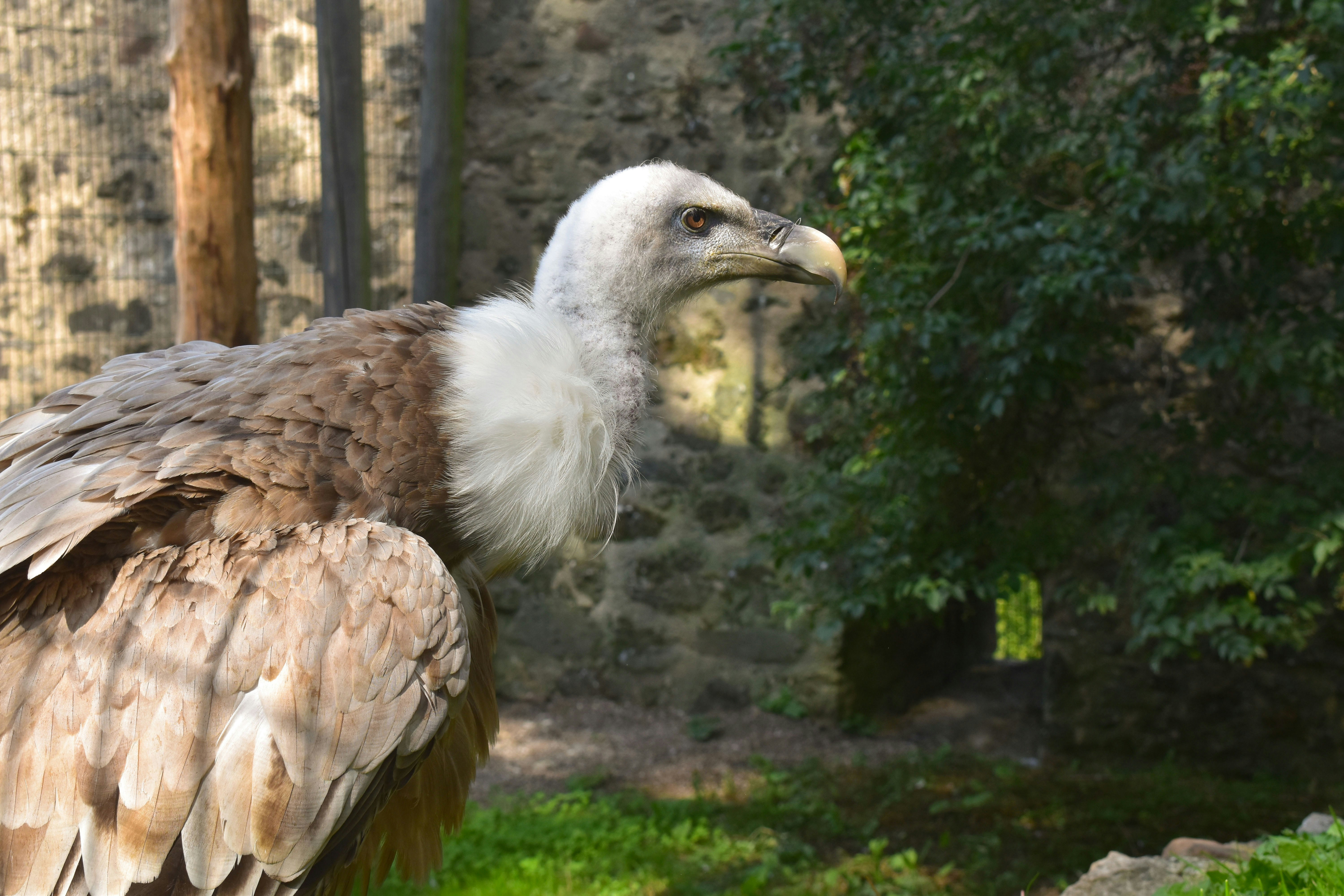 Griffon Vulture's Watchful Gaze at the Stone Enclosure
