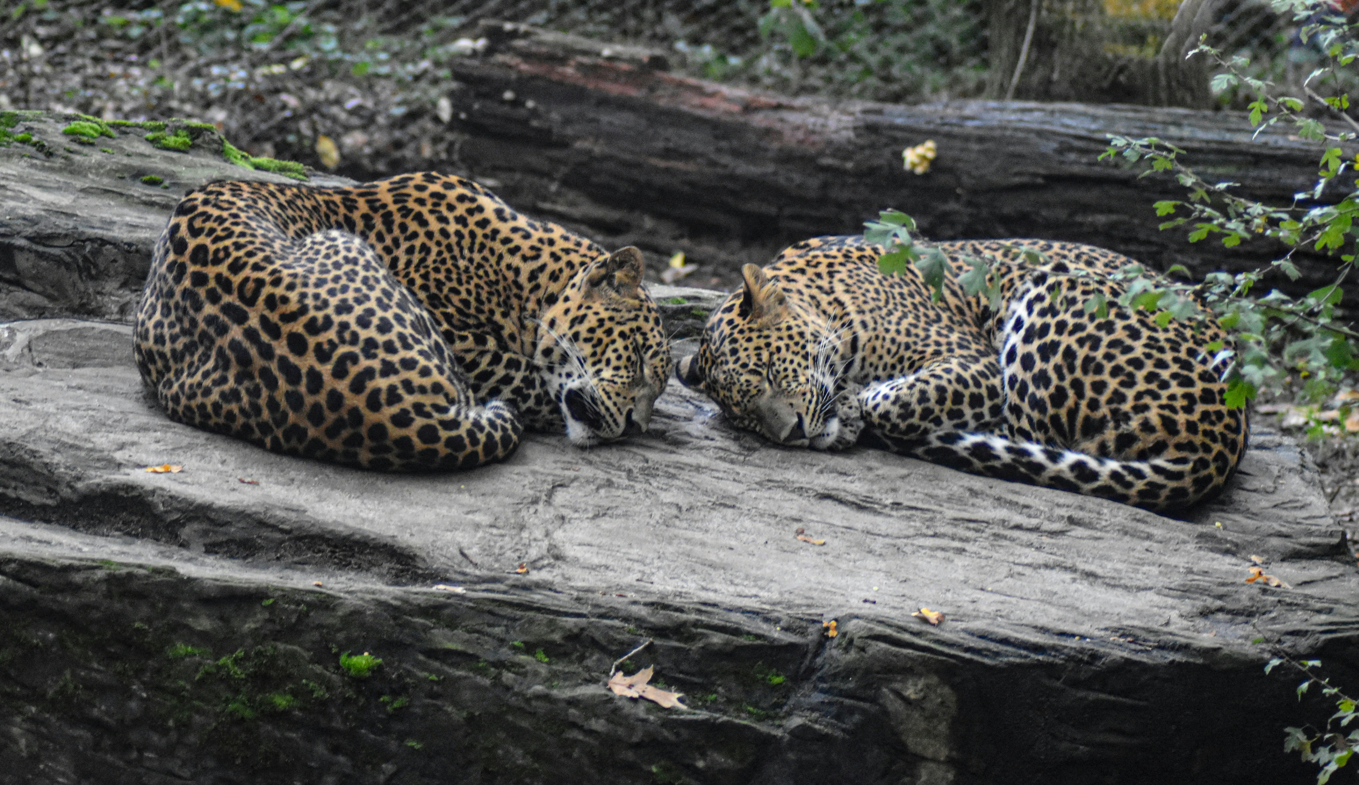 Two leopards laying on a rock in a zoo photo – Free Animal Image on ...