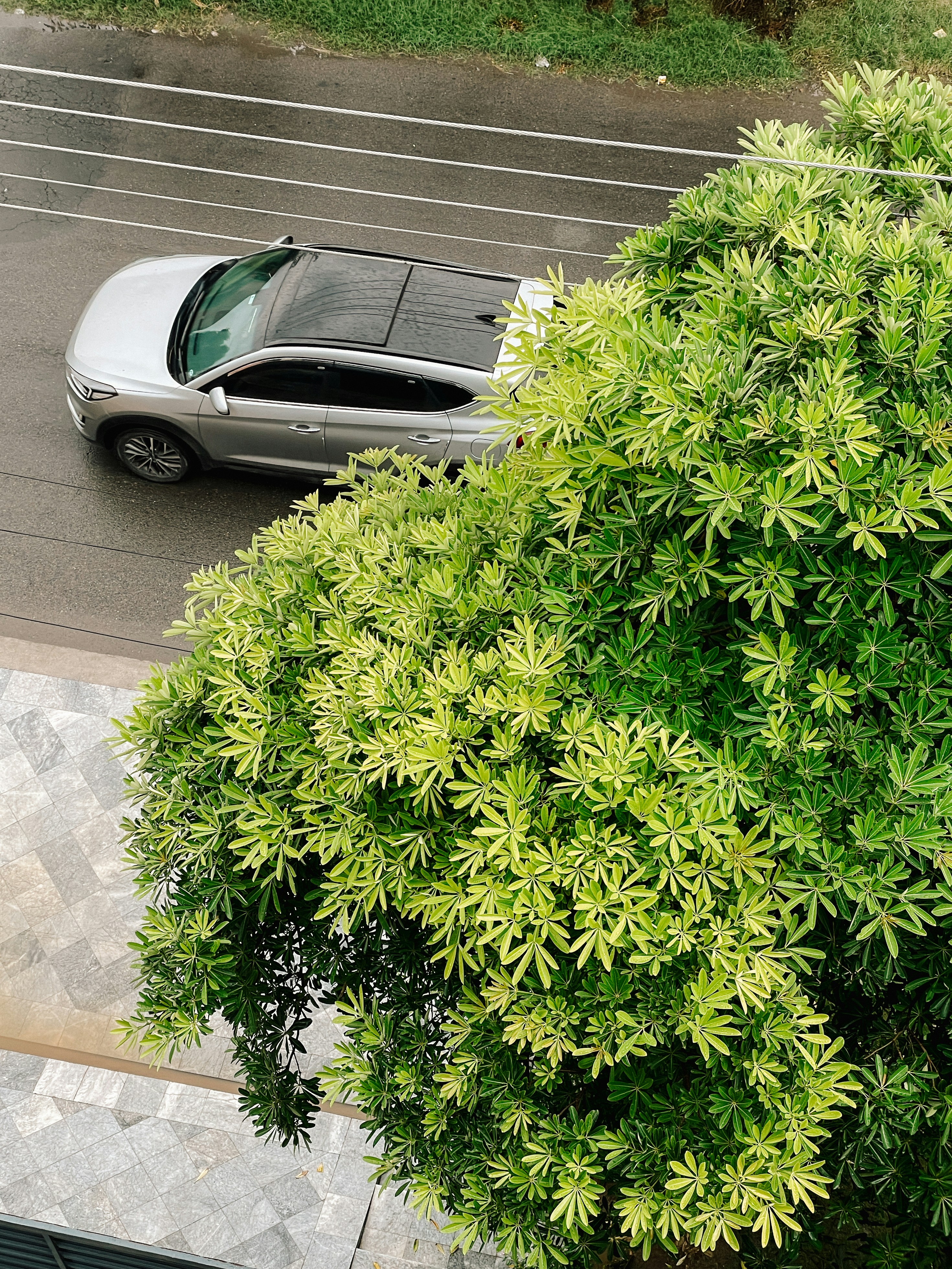 A Silver SUV Framed by a Verdant Canopy: An Aerial Street Scene