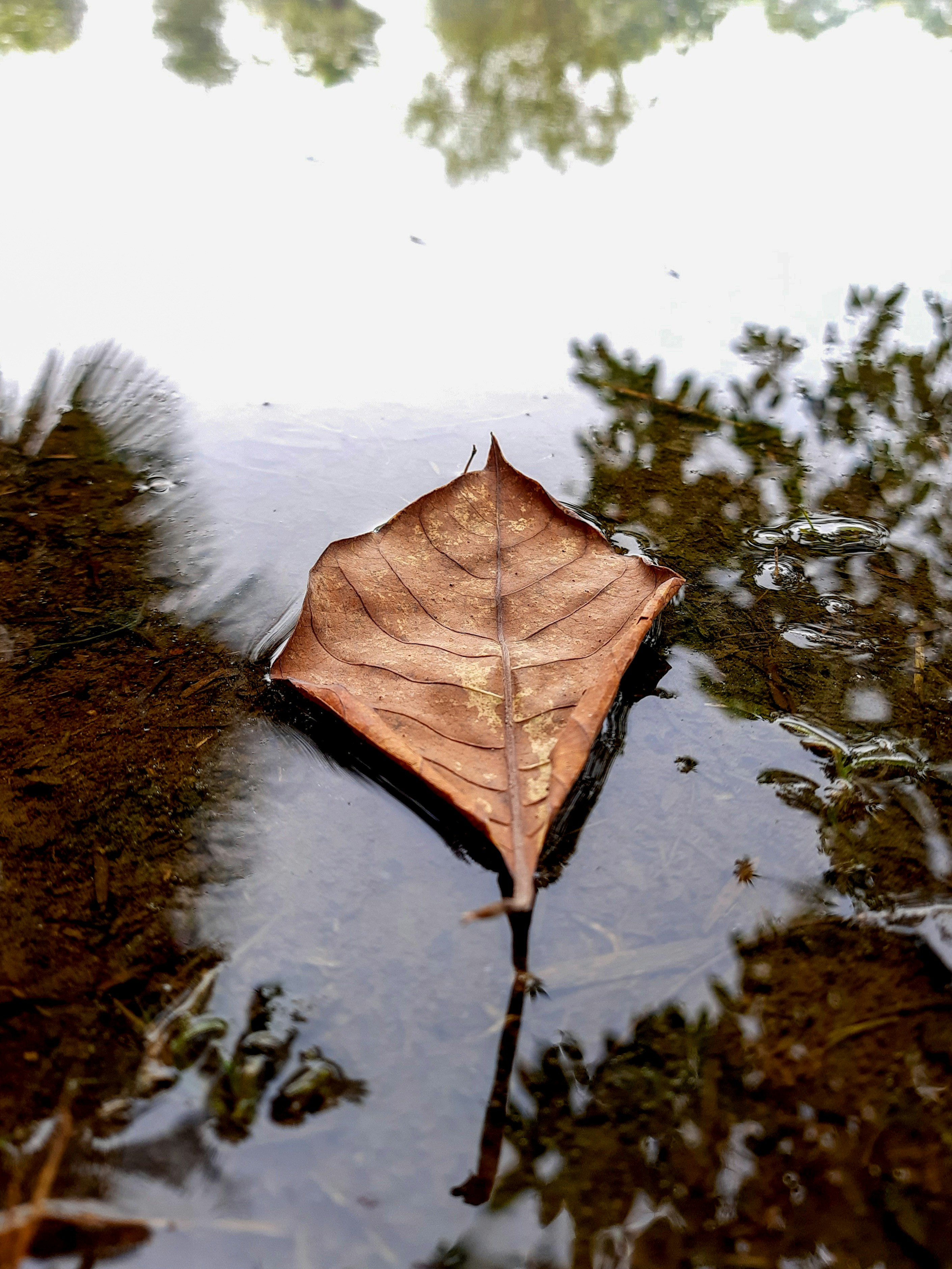 A leaf floating on top of a body of water