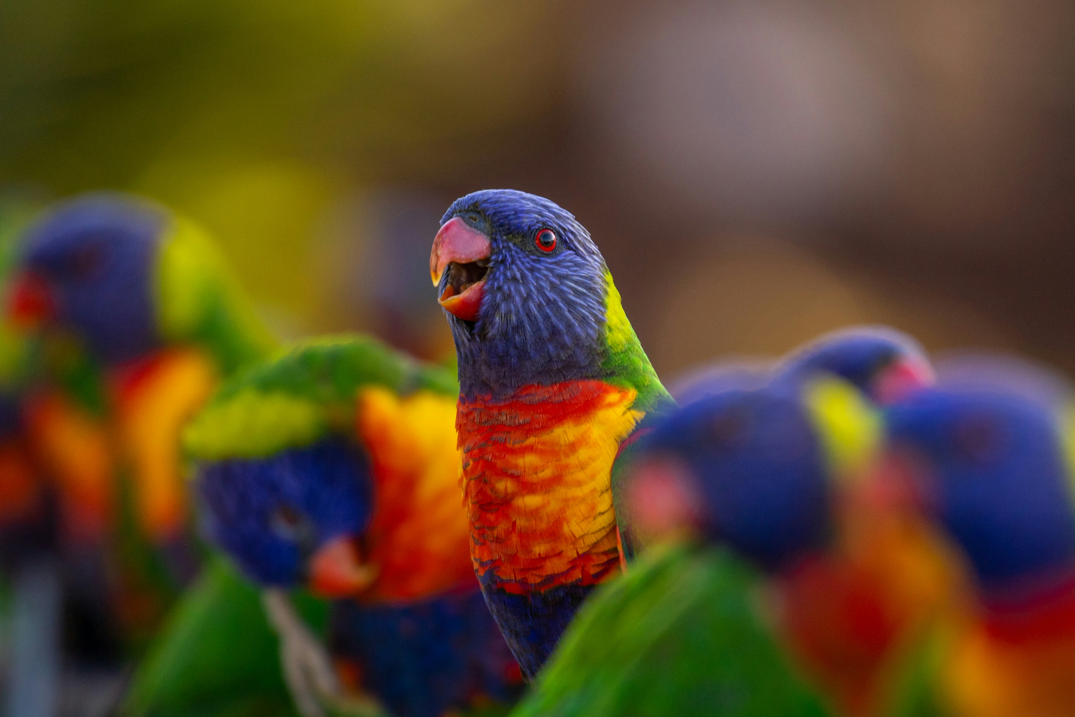 Vivid Conclave: A Close-Up of Rainbow Lorikeets in Colorful Crowd