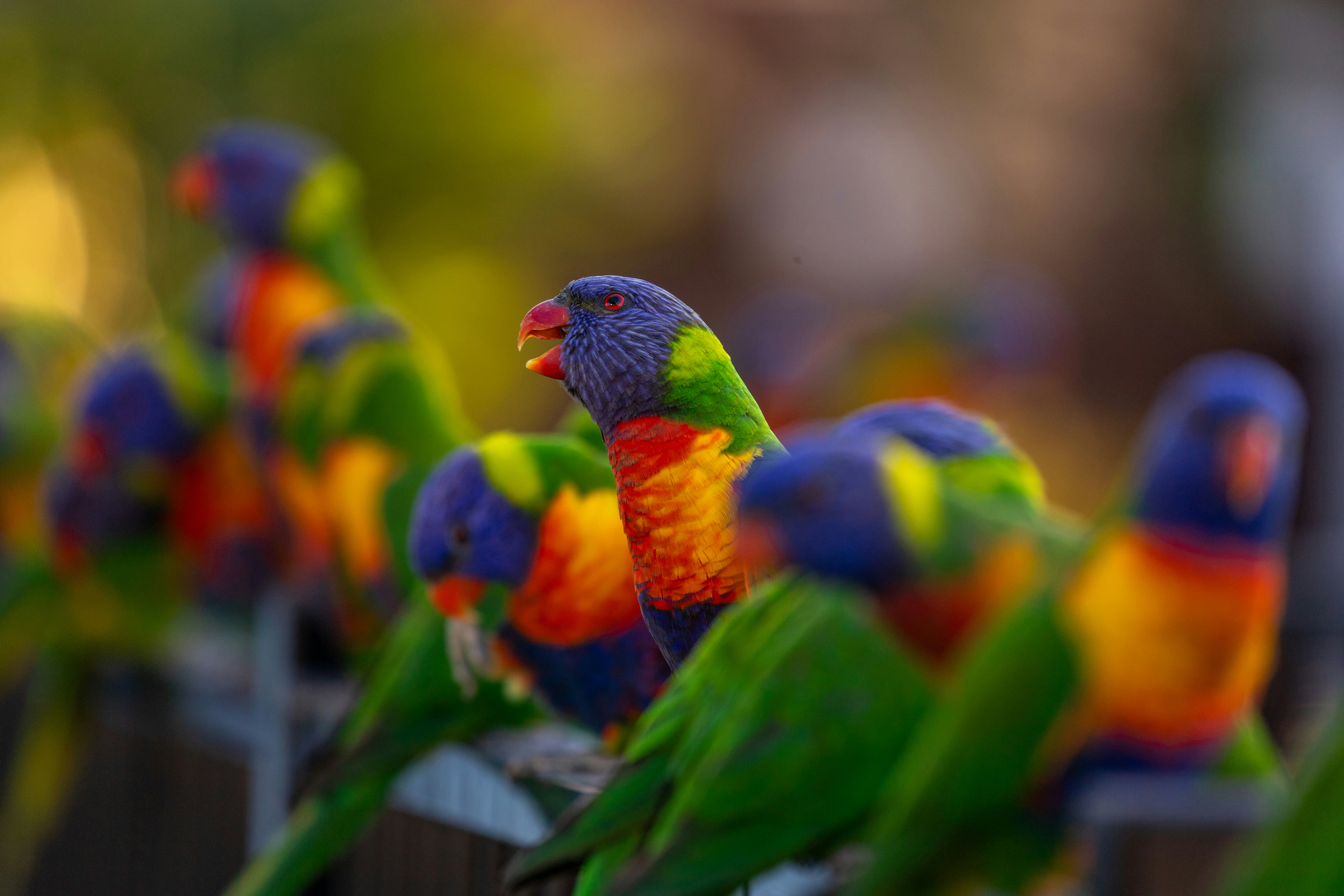 Rainbow Rainbow Birds: A Closer Look at the Chief Speaker in a Flock