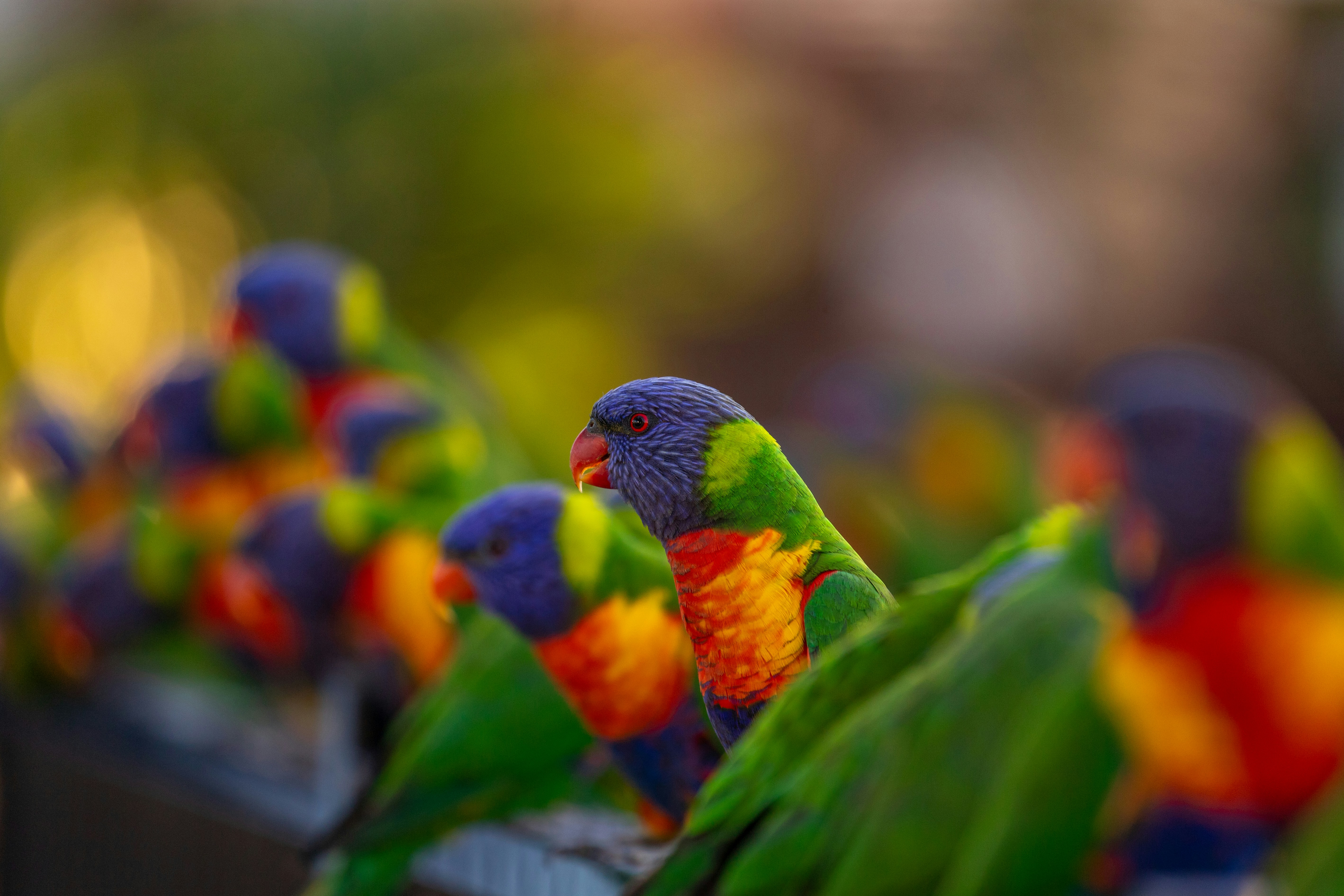 Vivid Lorikeets Parade: Neon Plumage on a Rail